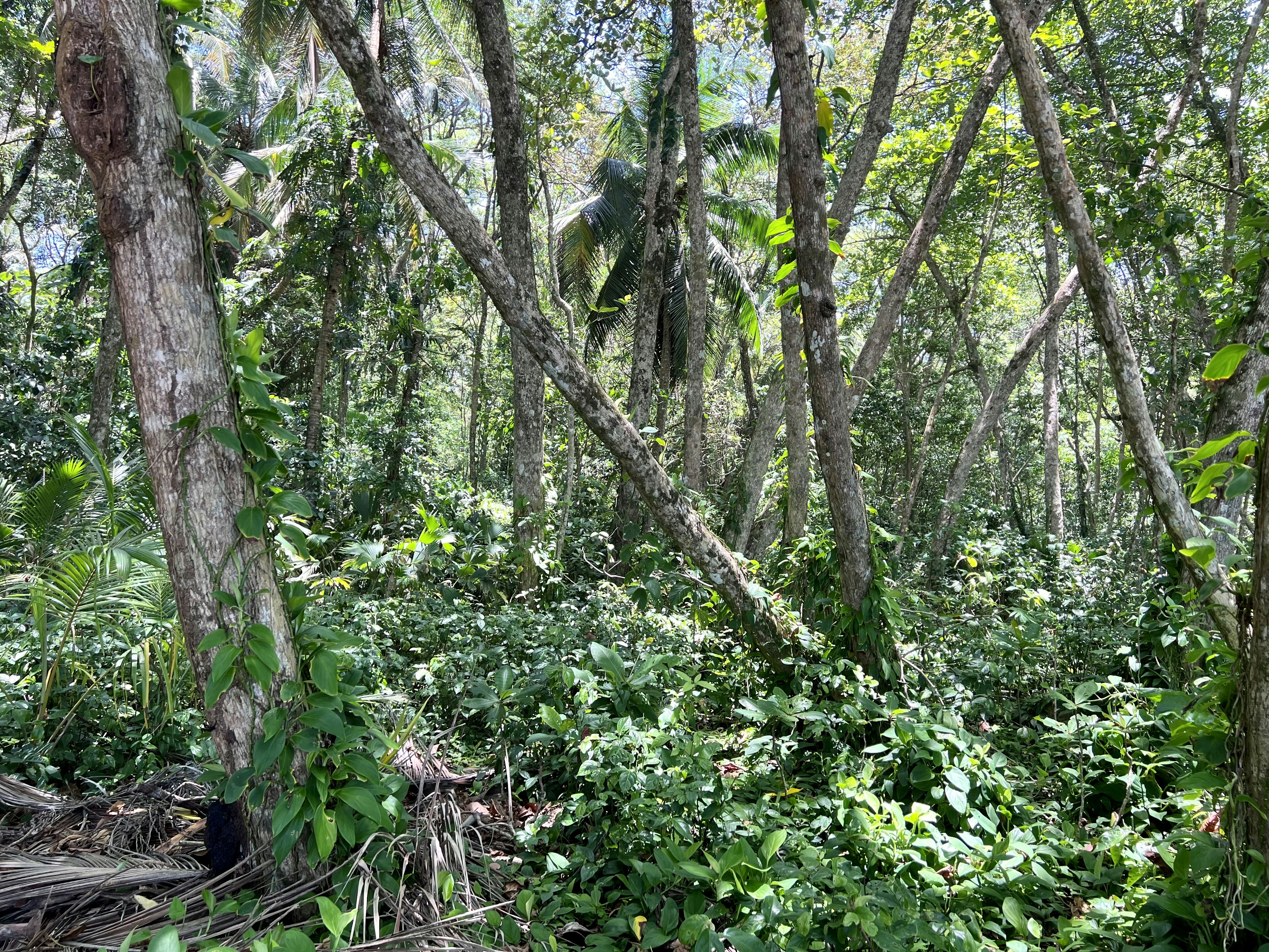 Dense tropical forest with tall trees and abundant greenery under dappled sunlight.