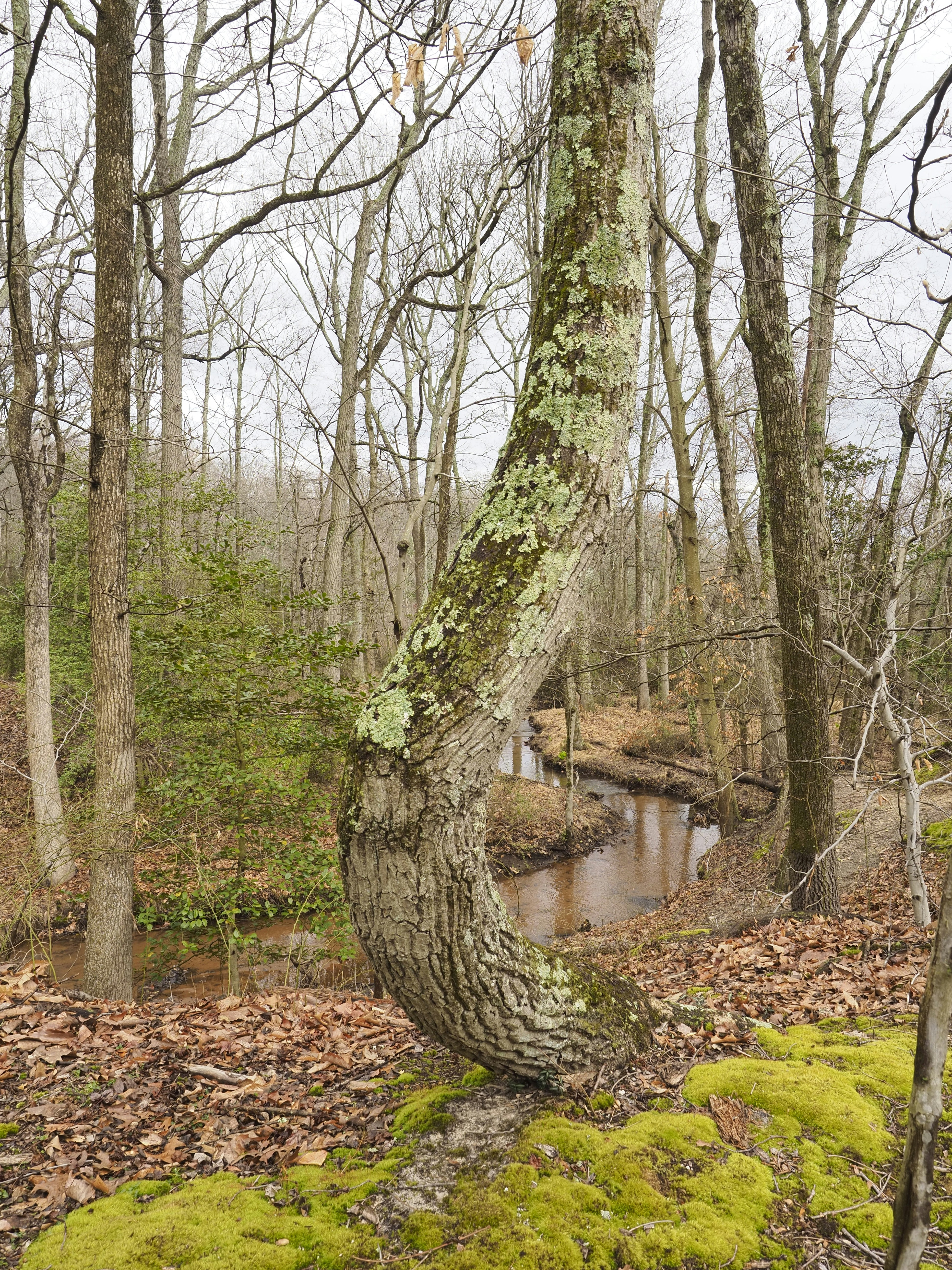 A tree that is leaning over in the woods photo – Free Tree Image on ...