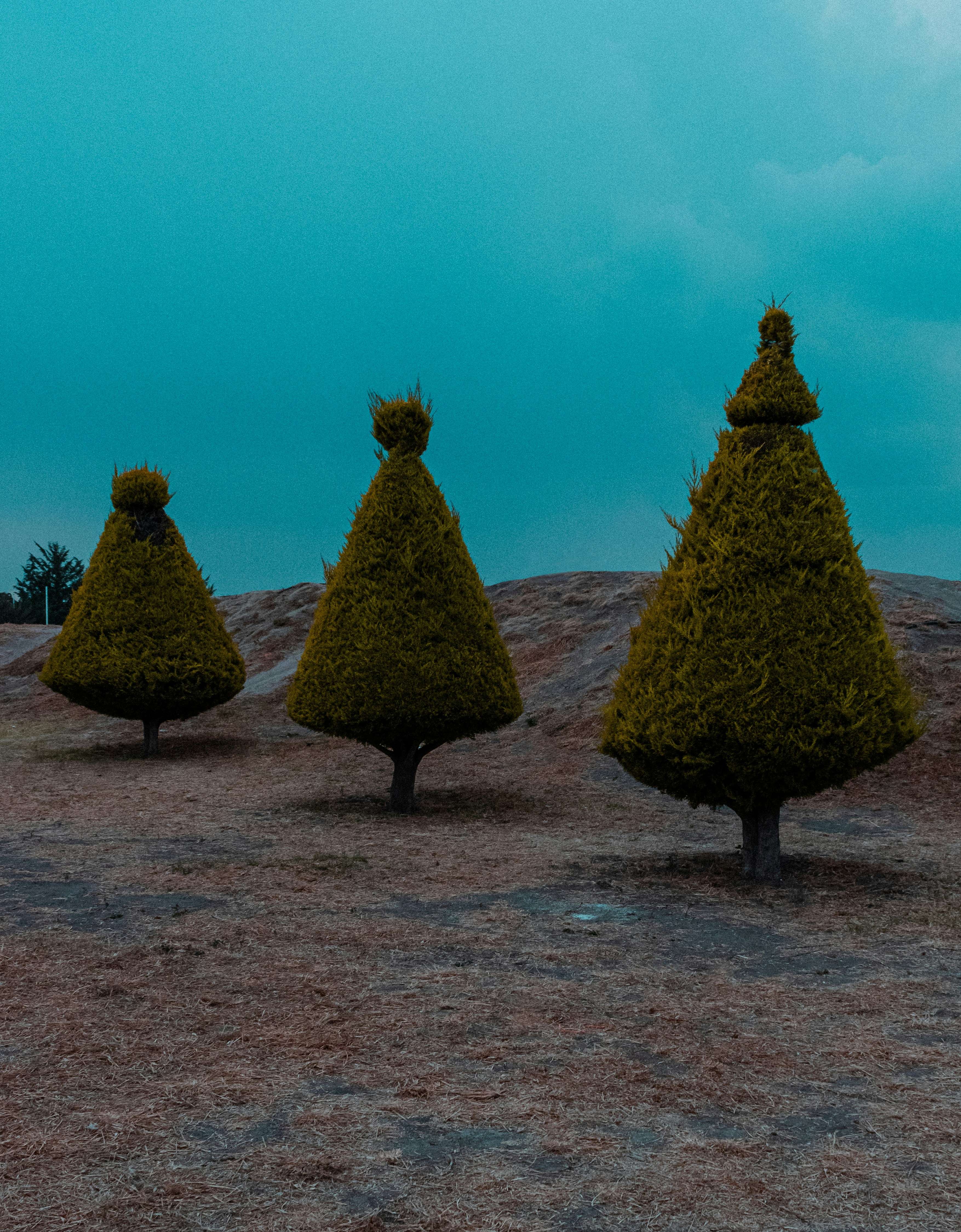 Conical Tree Trio Under a Cyan Sky