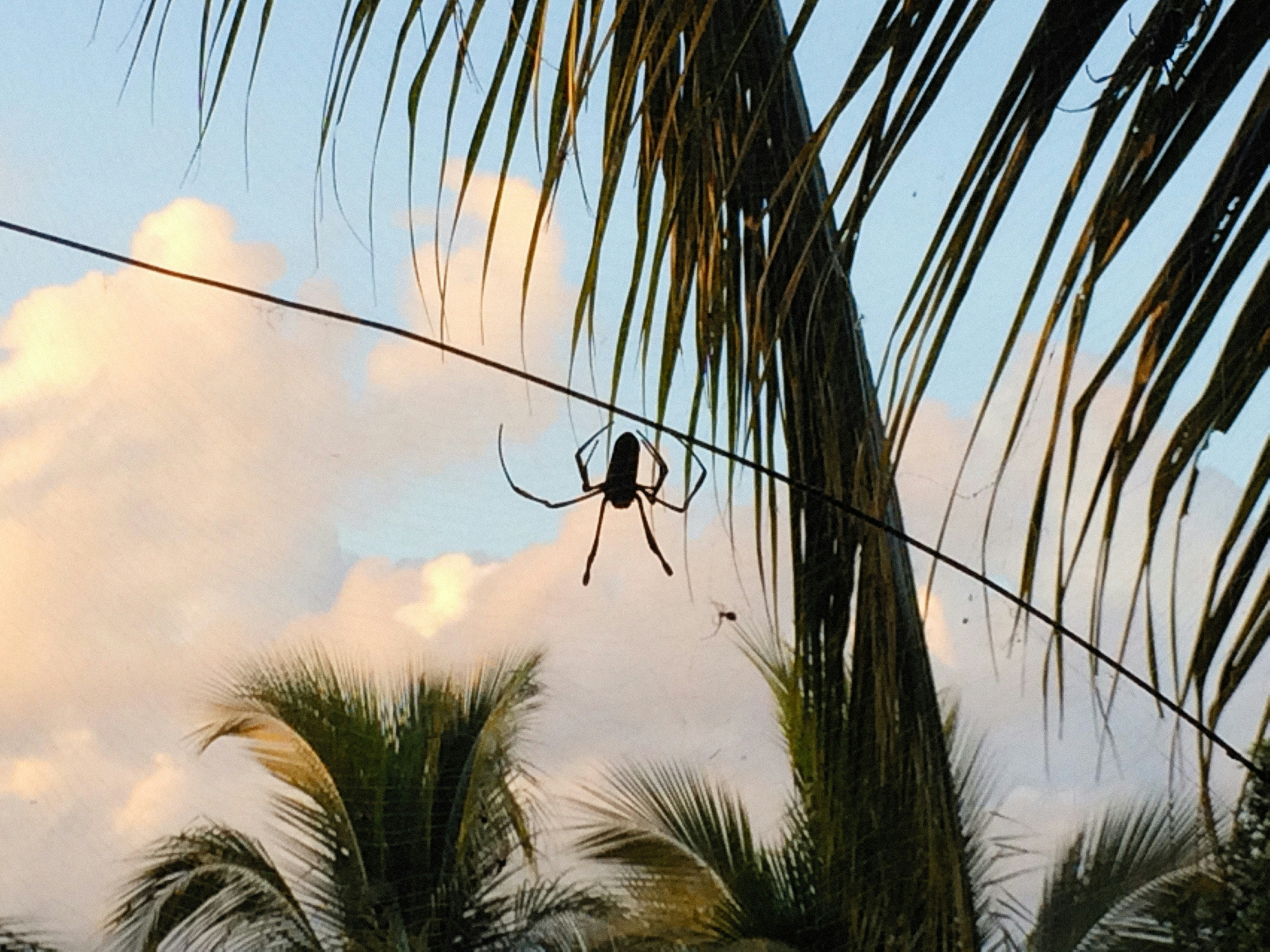 a large spider hanging from a power line