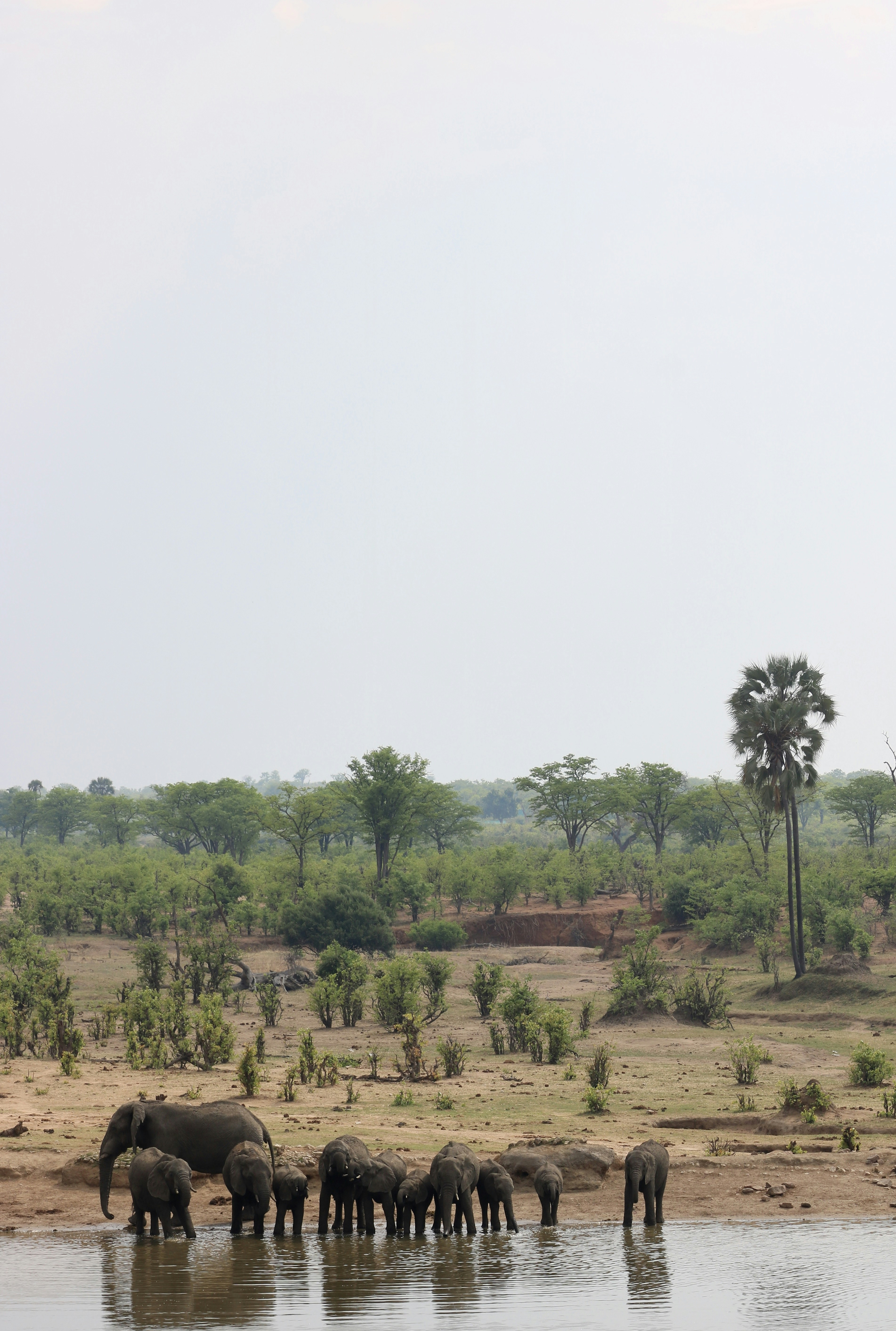 A herd of elephants gathering at a waterhole, surrounded by sparse vegetation and distant trees. The scene captures the essence of wildlife in a serene habitat.