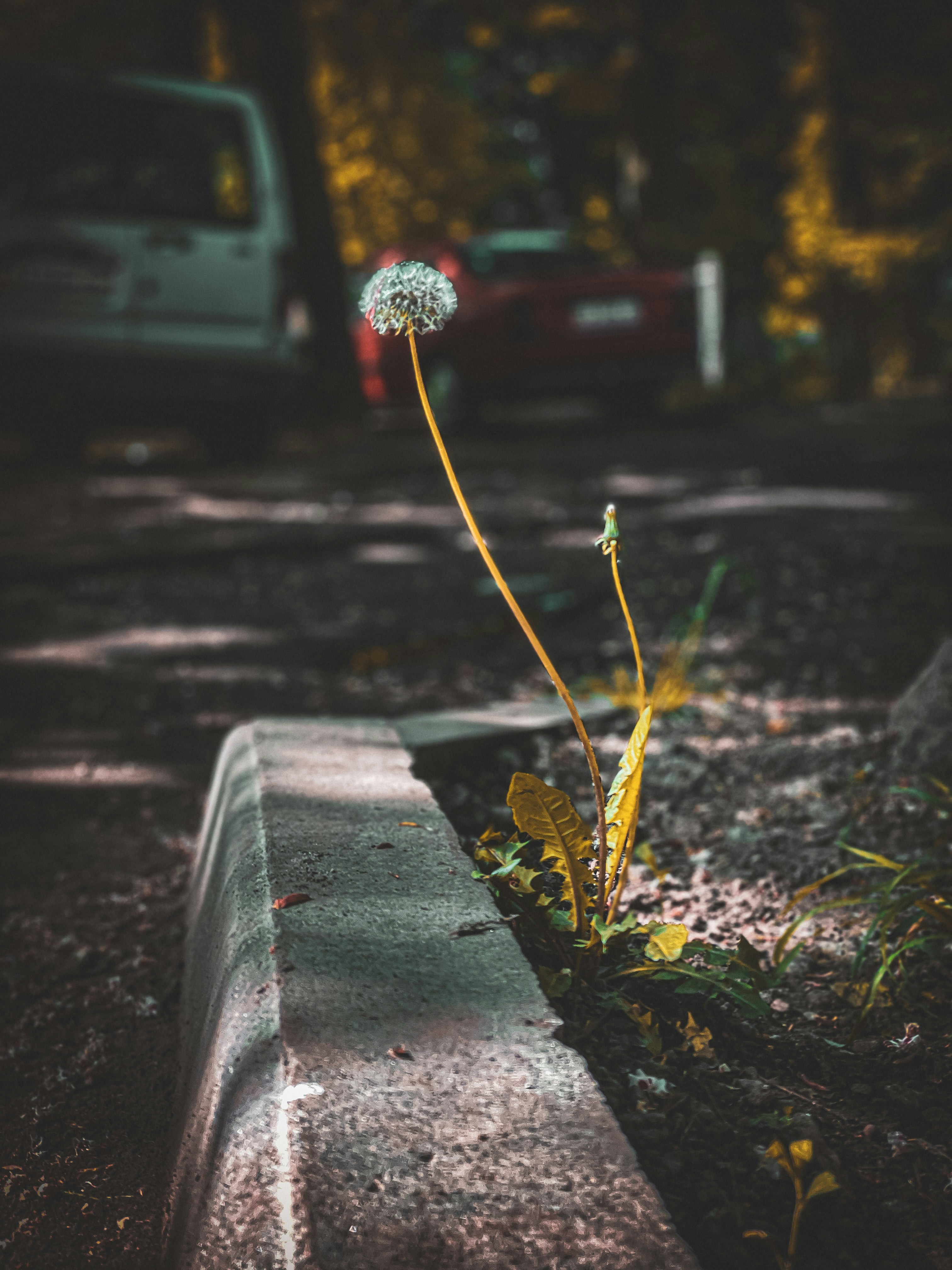 A lone dandelion rises from the curb as evening light bleeds through a quiet street