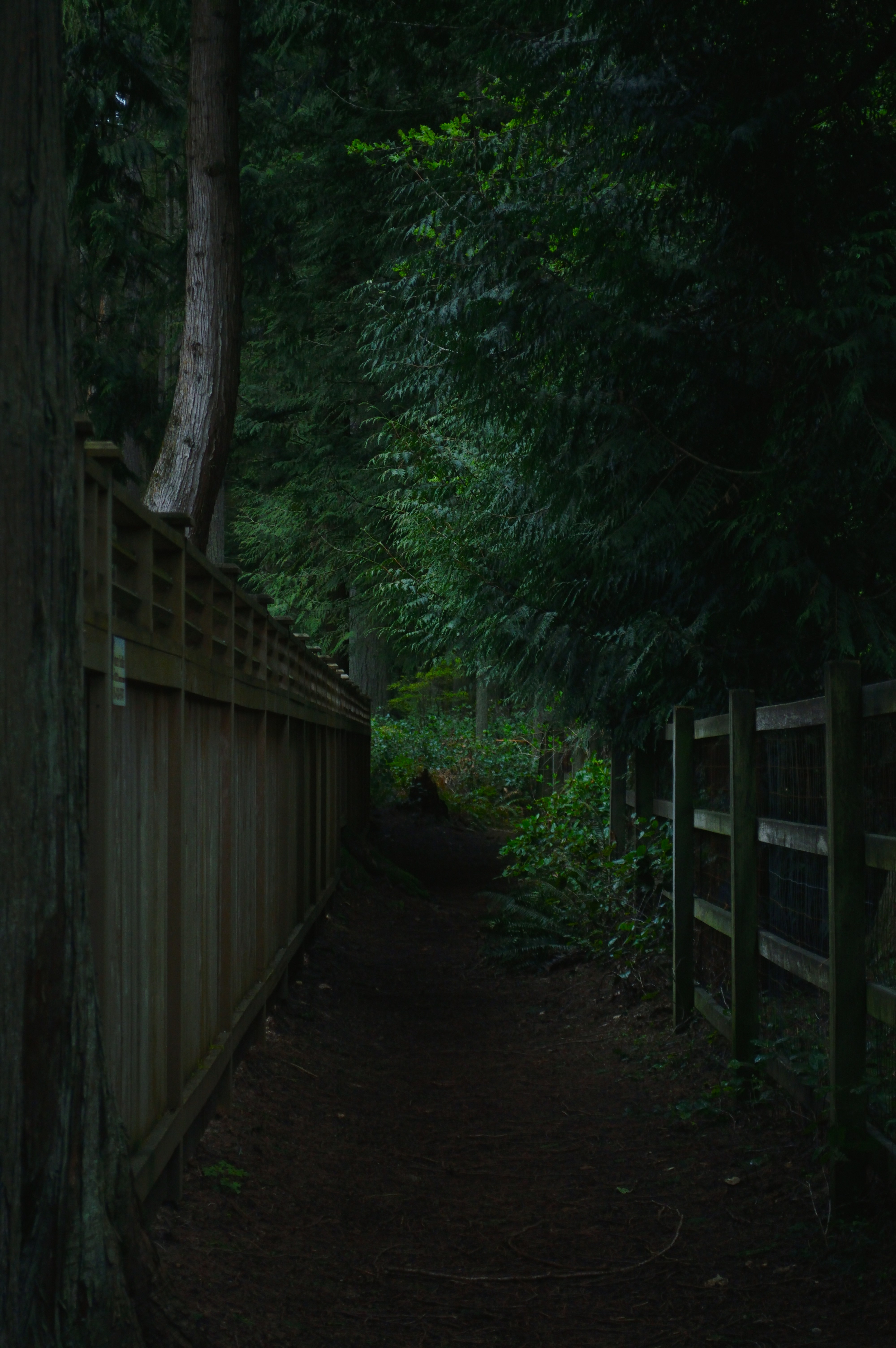 Un chemin sombre dans les bois avec une clôture photo – Photo Clôture ...