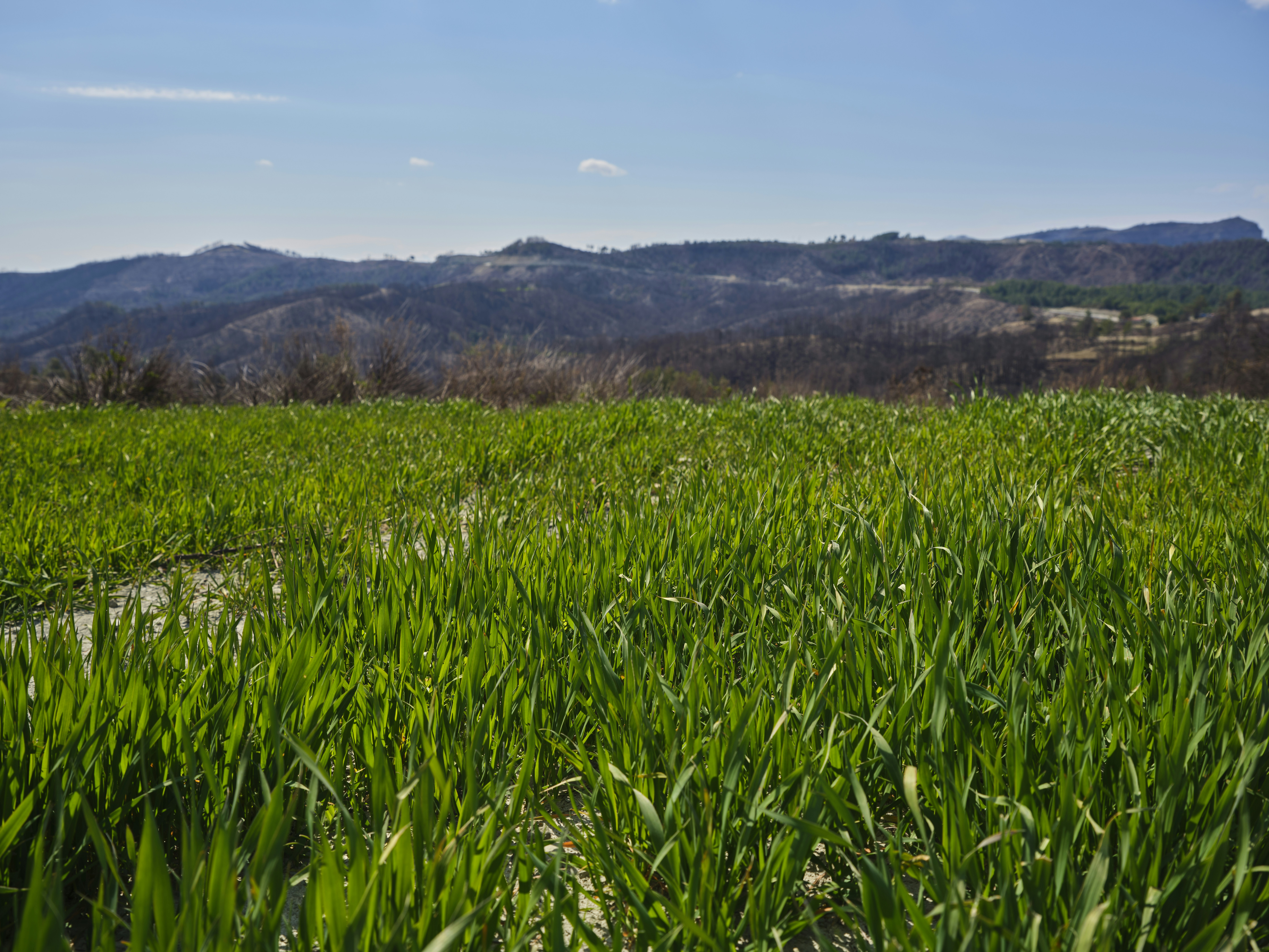 Verdant Foreground, Distant Hills, and a Calm Blue Sky