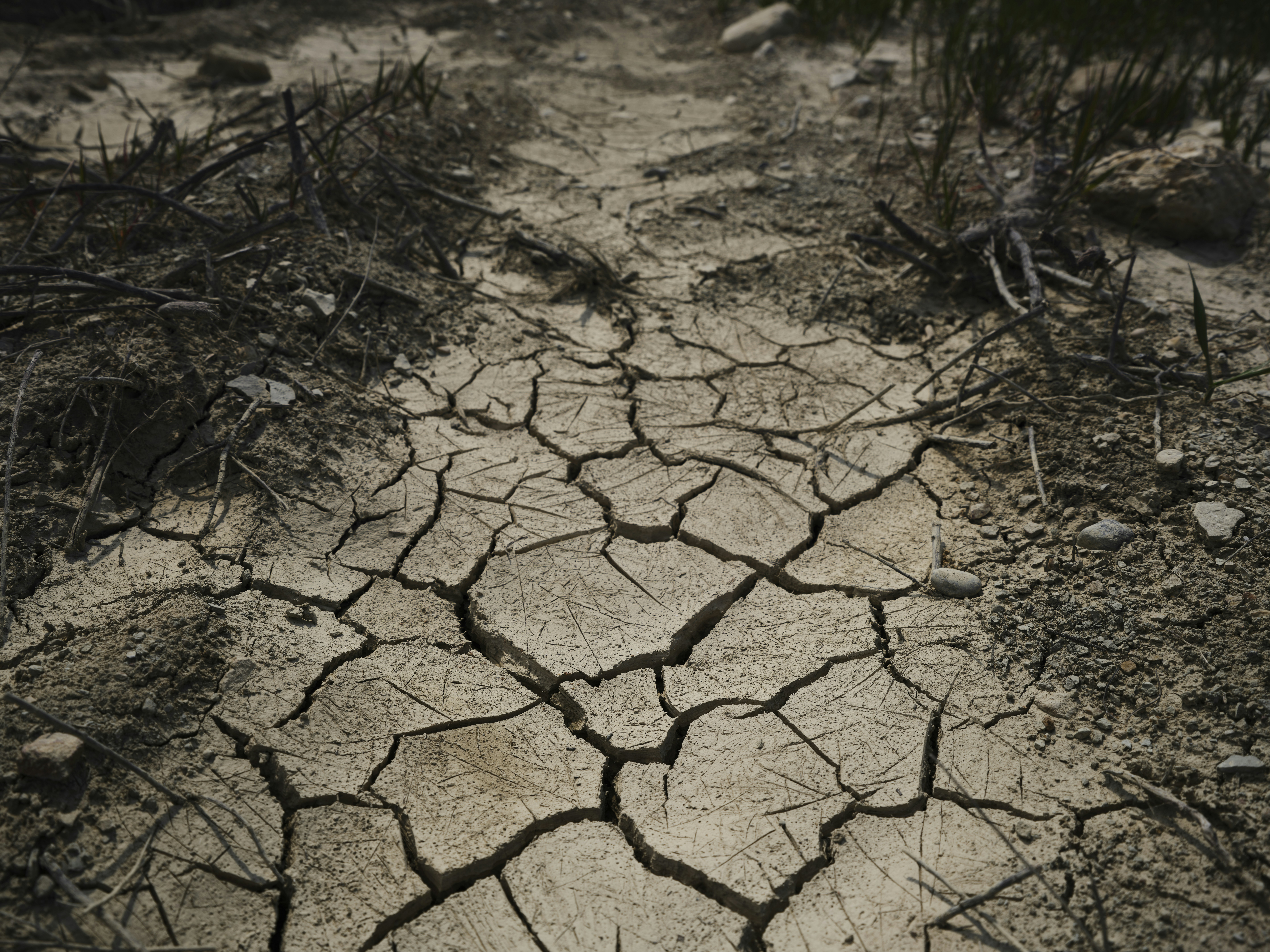 Cracked earth reveals a dry landscape, interspersed with sparse vegetation and stones, illustrating the effects of drought. 