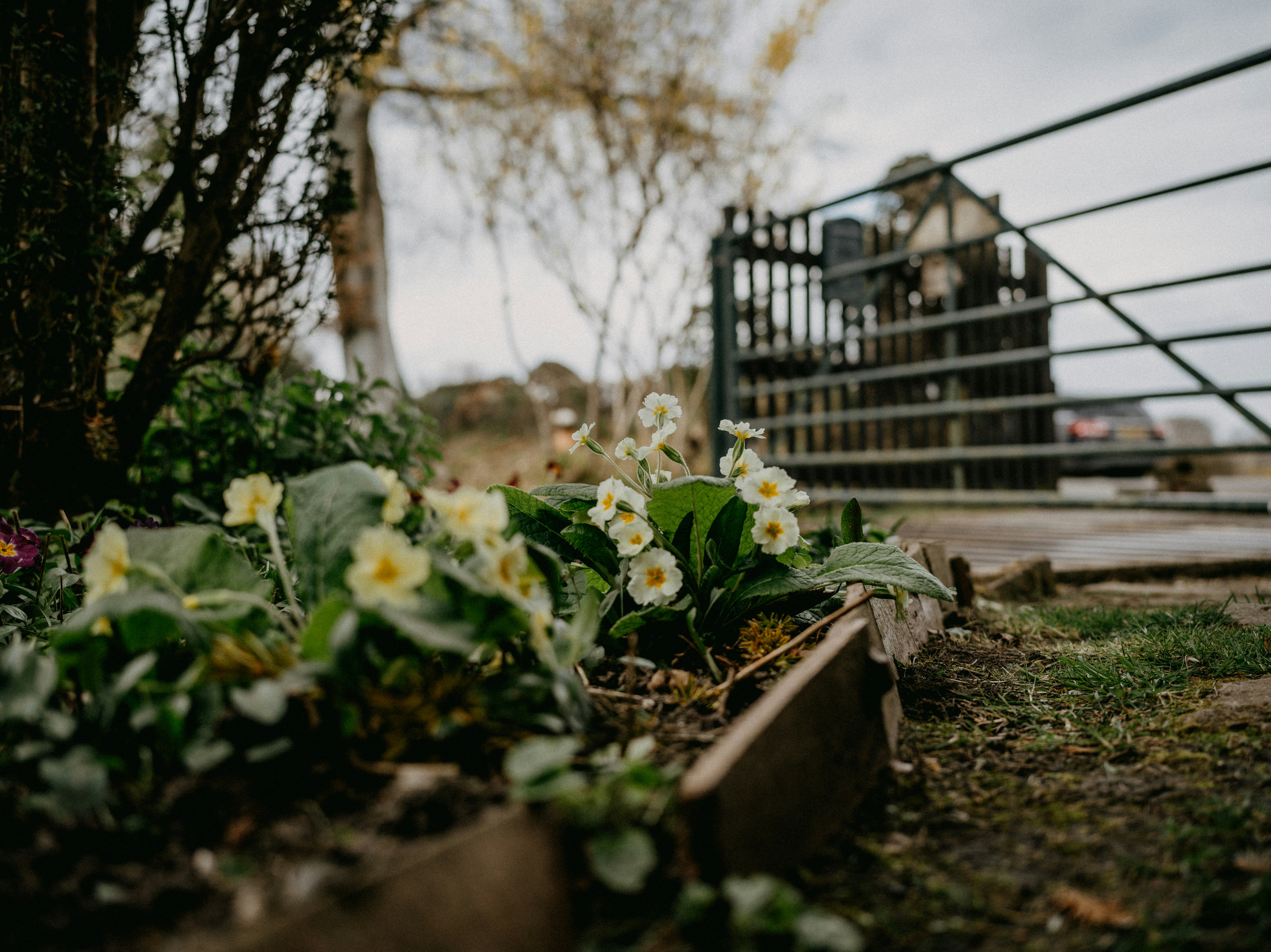 Front-Row Daisies: A Low-Angle Moment by a Park Rail