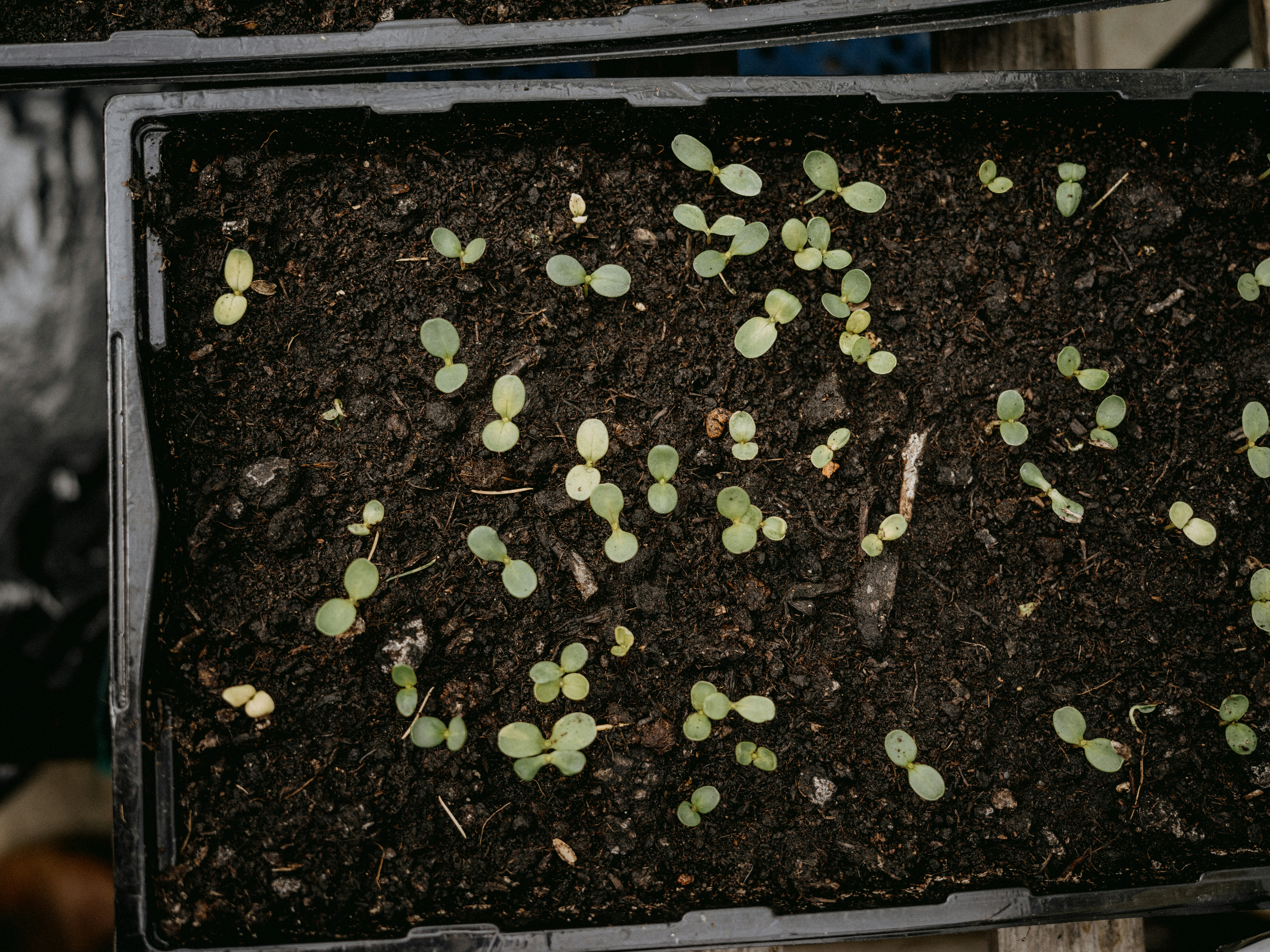 Small seedlings sprouting from dark soil in a planting tray, showcasing the early stages of growth and renewal.