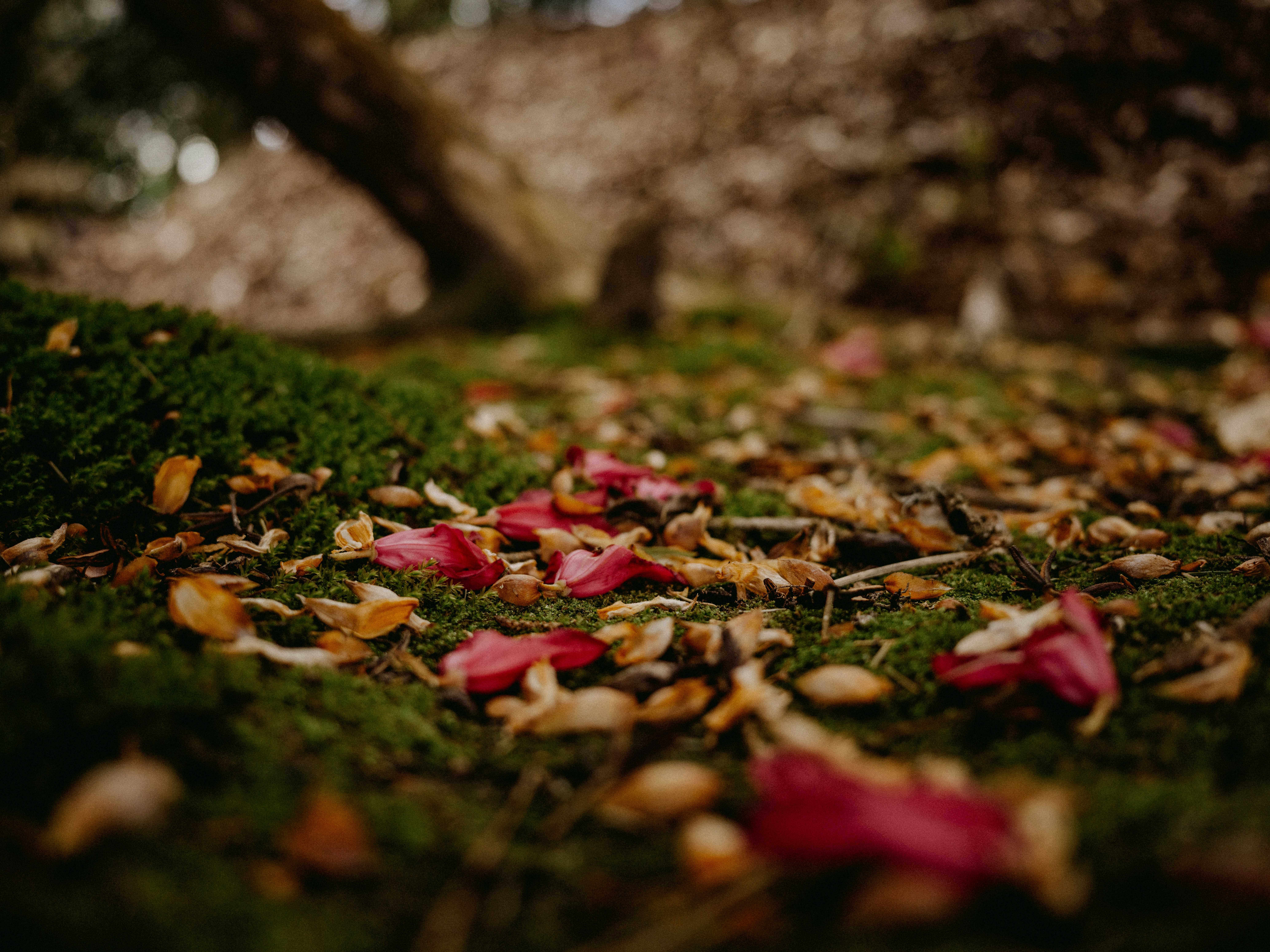 Autumn Carpet: Fallen Petals and Moss Along a Forest Floor