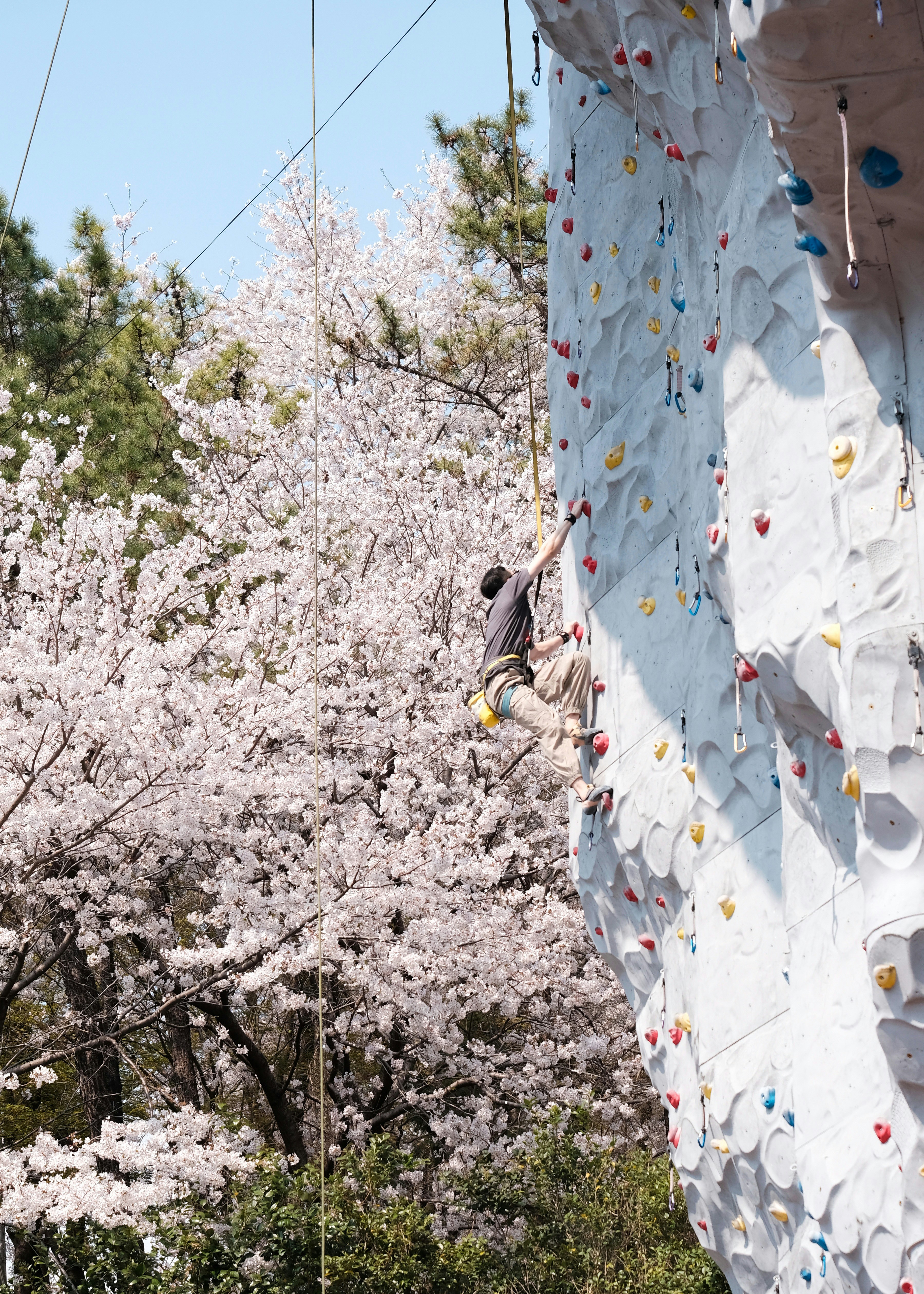 Spring Ascent: Climber Navigates Colorful Holds Beneath Cherry Blossoms