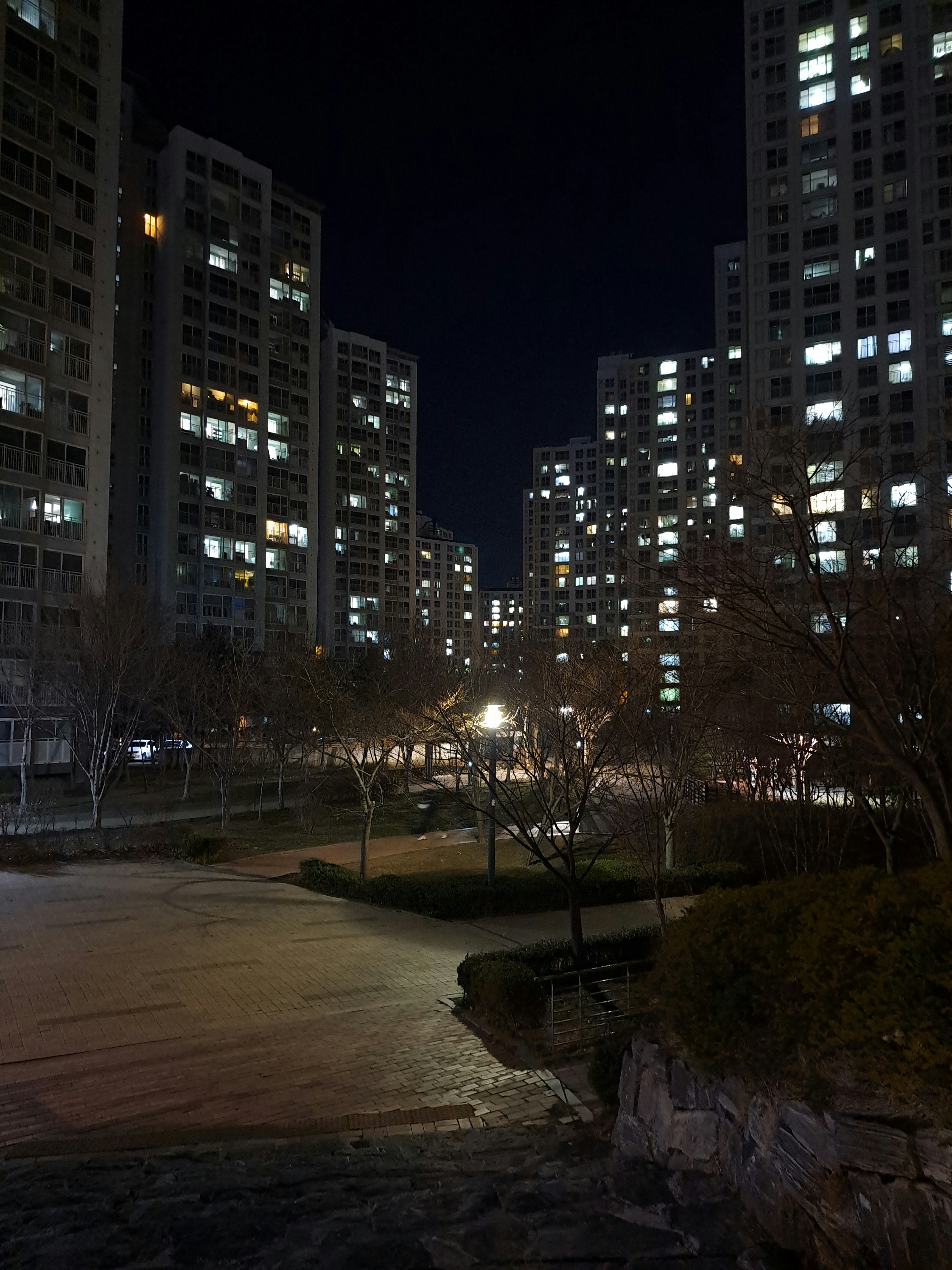 Night Orchard: A Quiet Corridor Between Skyscrapers