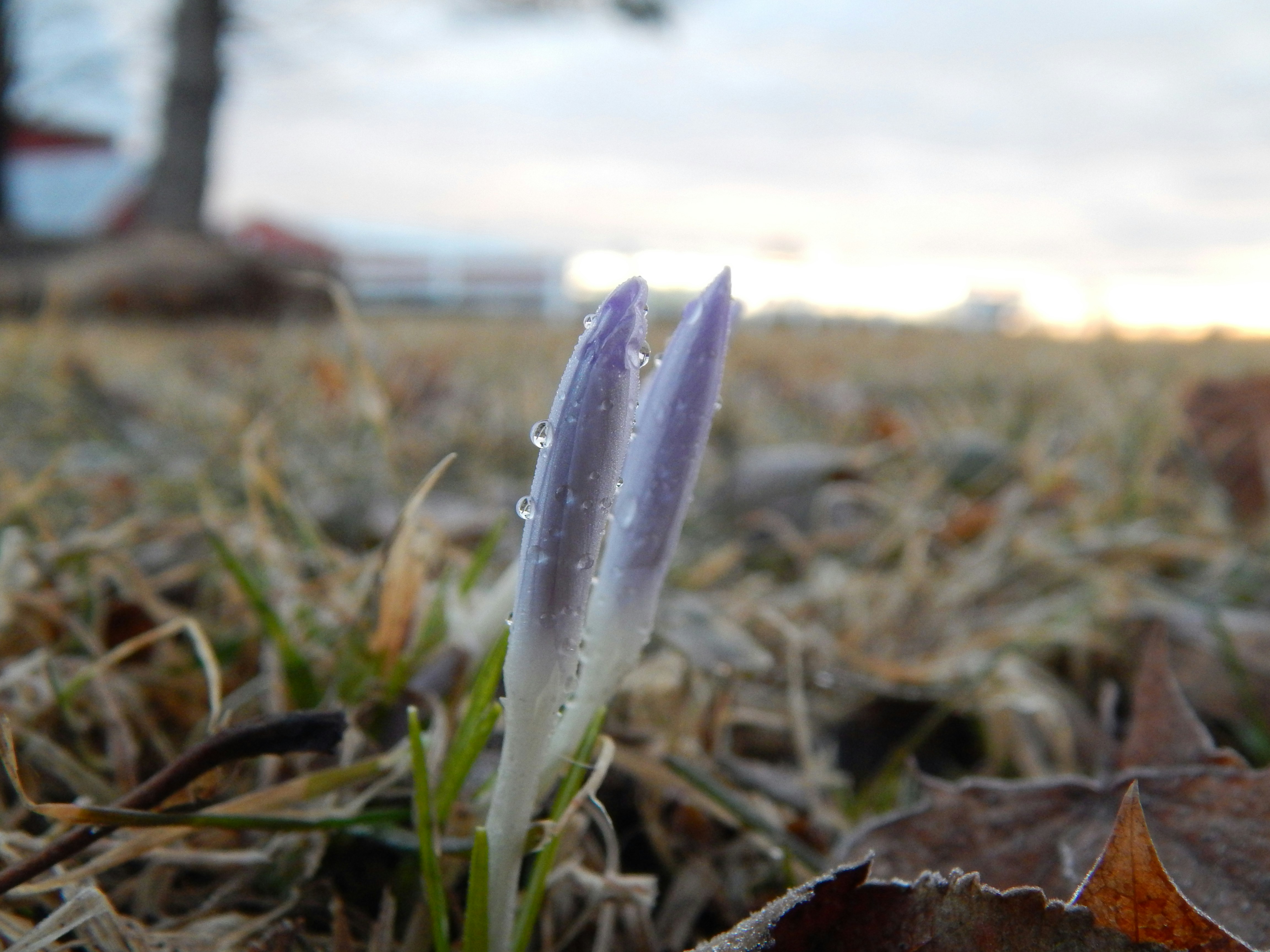 Purple crocus at dawn: dew-kissed bloom in a frost-kissed field