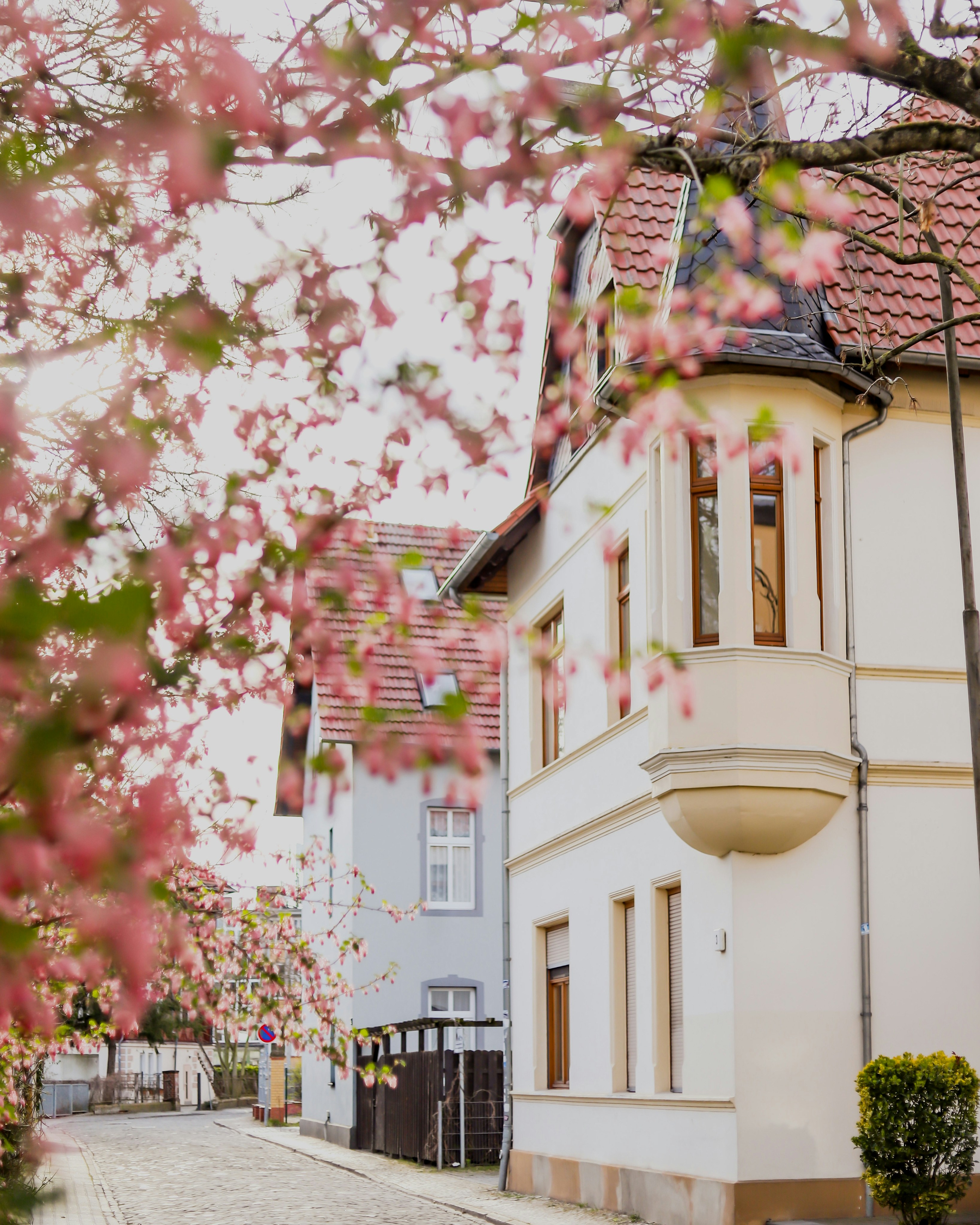 Une maison blanche avec des fleurs roses sur les arbres photo – Photo ...
