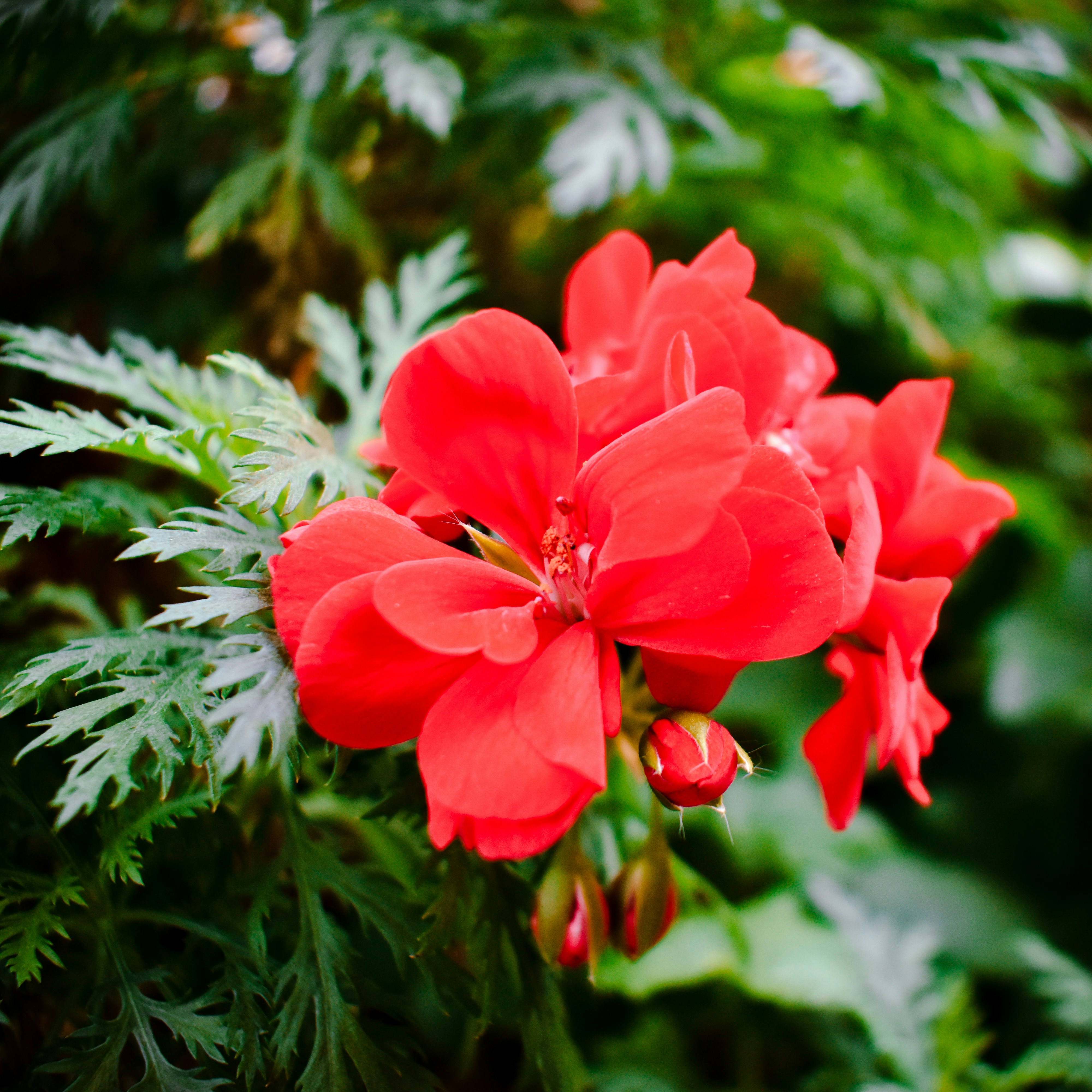 Crimson Geranium in Velvet Focus
