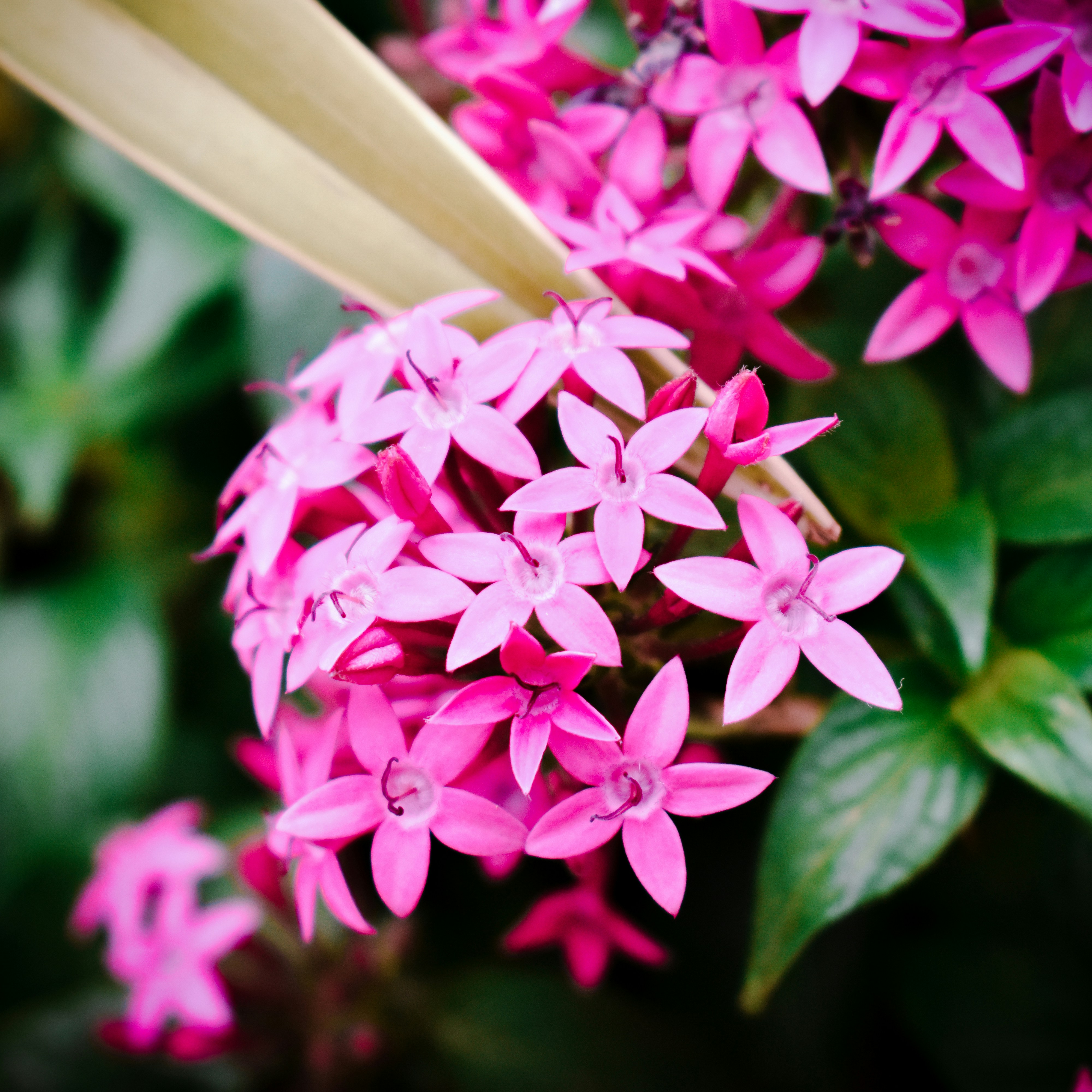 Pink Cluster of Star-Shaped Flowers Framing a Bamboo Stem