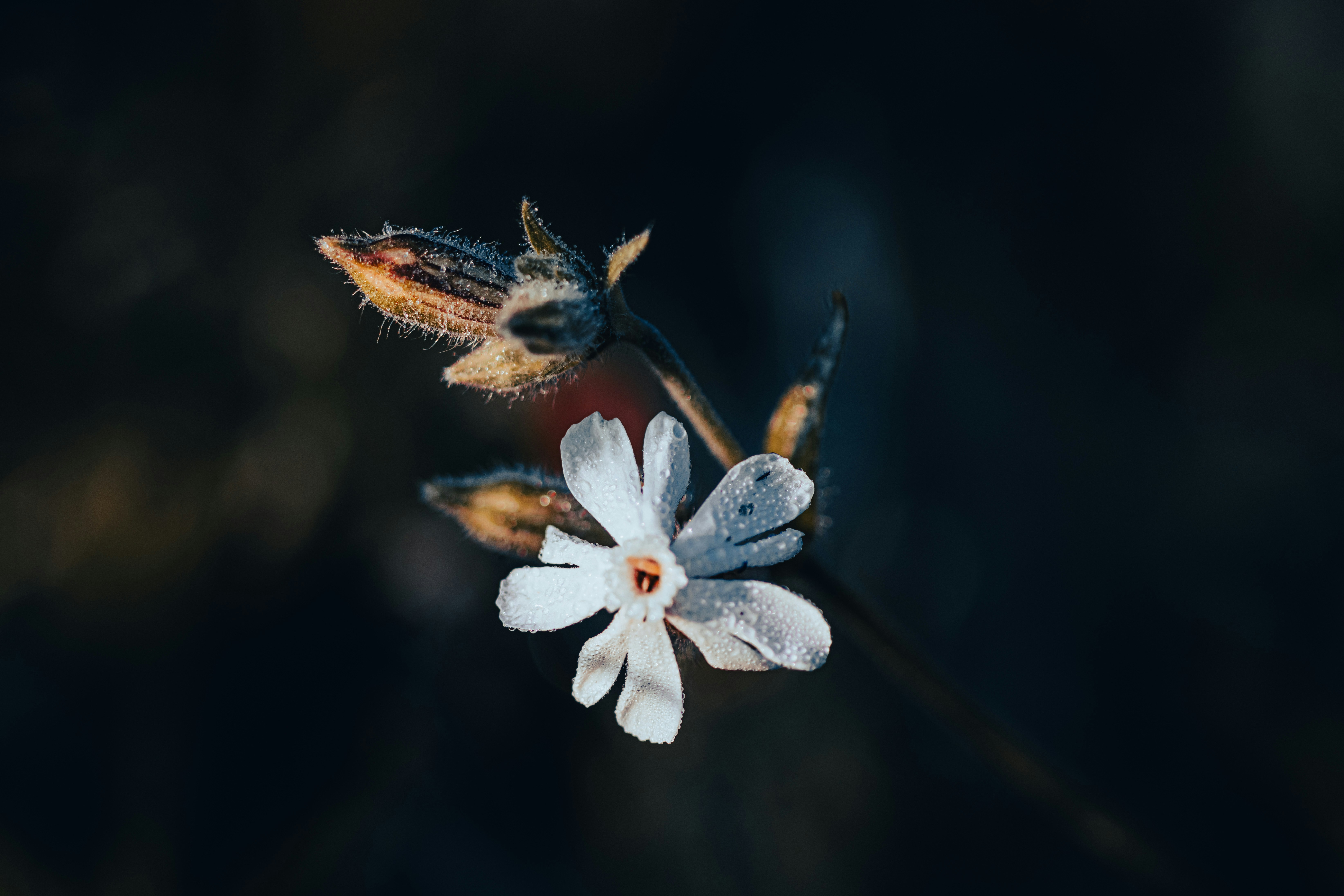 Dew-Kissed White Flower Emerges from Velvet Night