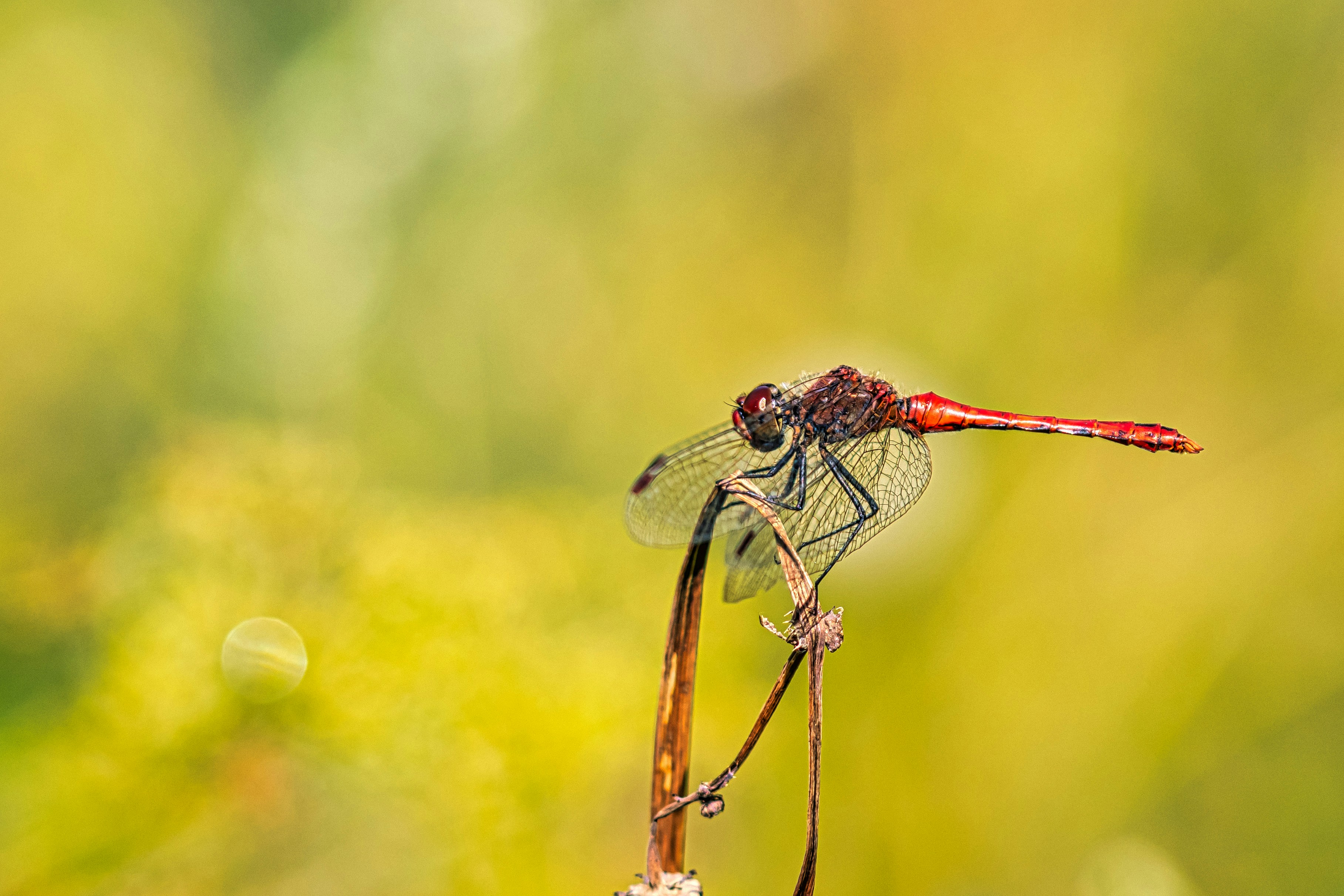 Une libellule rouge assise au sommet d’une plante photo – Photo Insecte ...