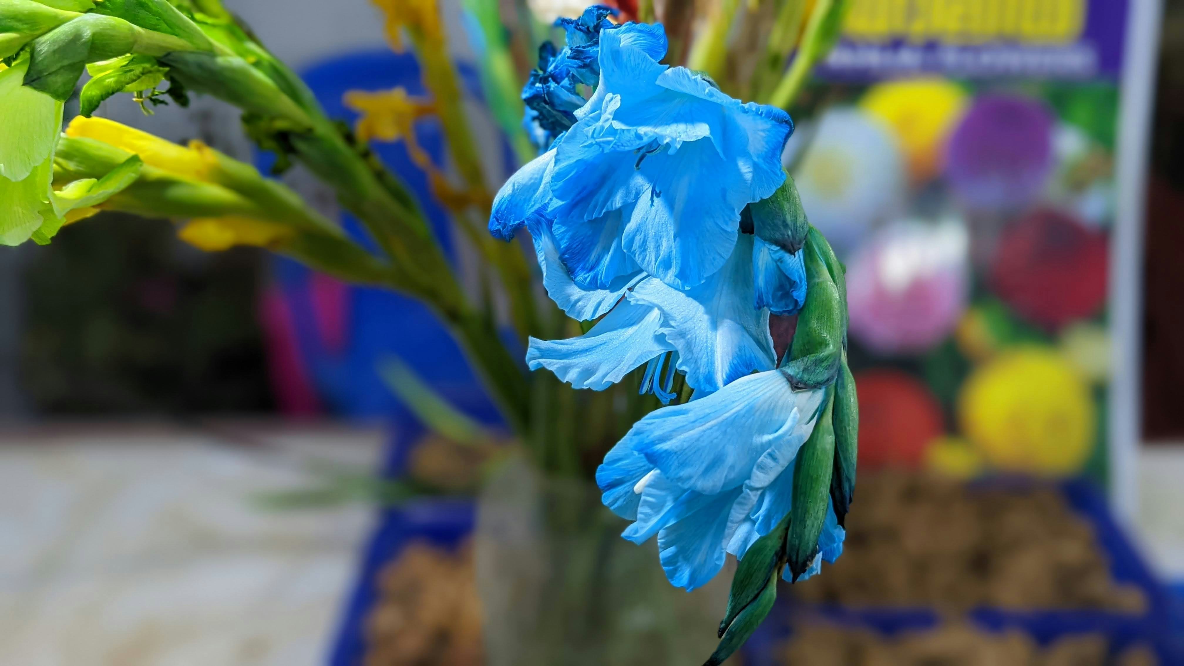 Azure Delphinium in a Vase, Framed by a Vivid, Out-of-Focus Market Backdrop