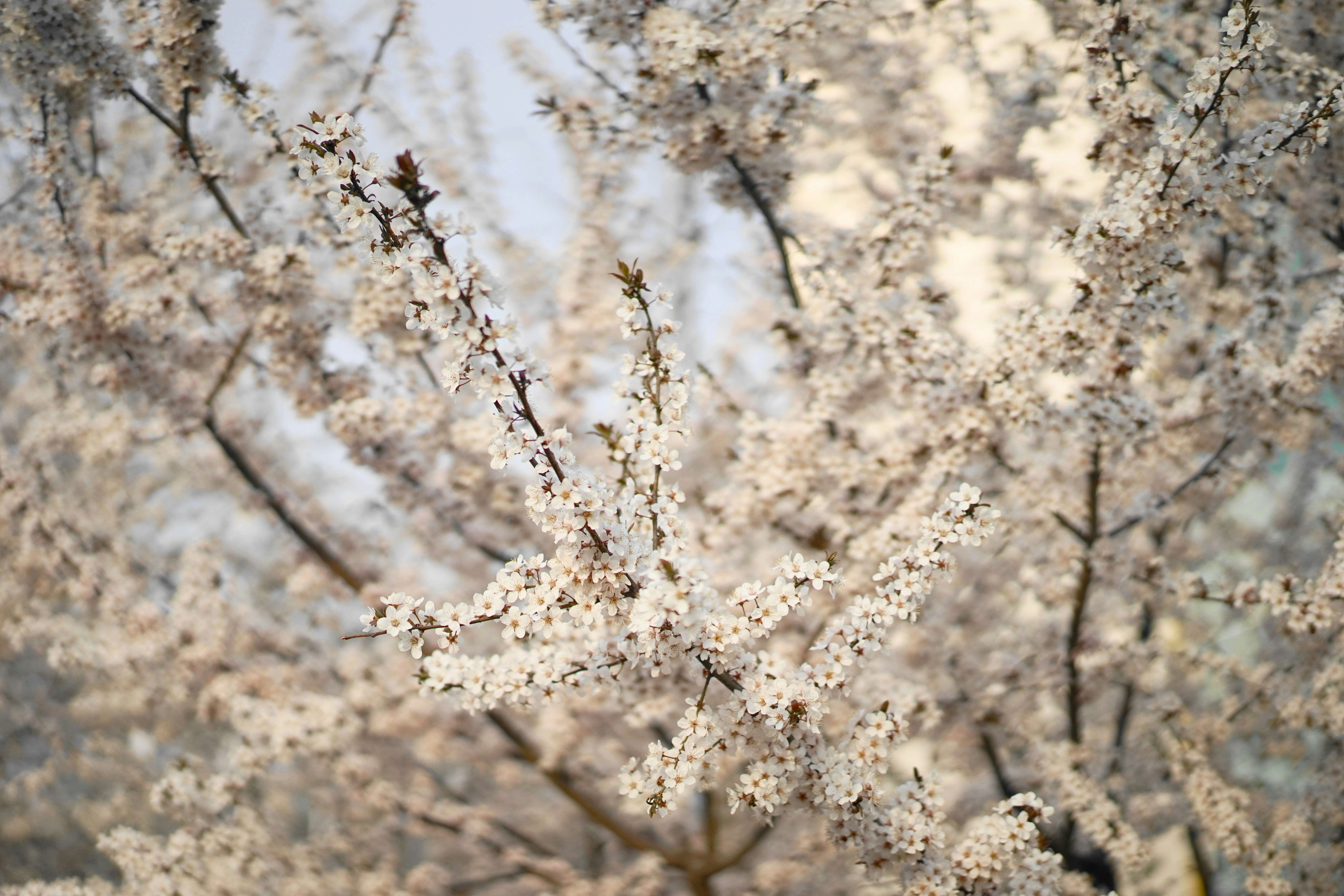 Delicate cherry blossoms envelop branches, creating a soft, ethereal atmosphere. The gentle hues evoke a sense of tranquility.