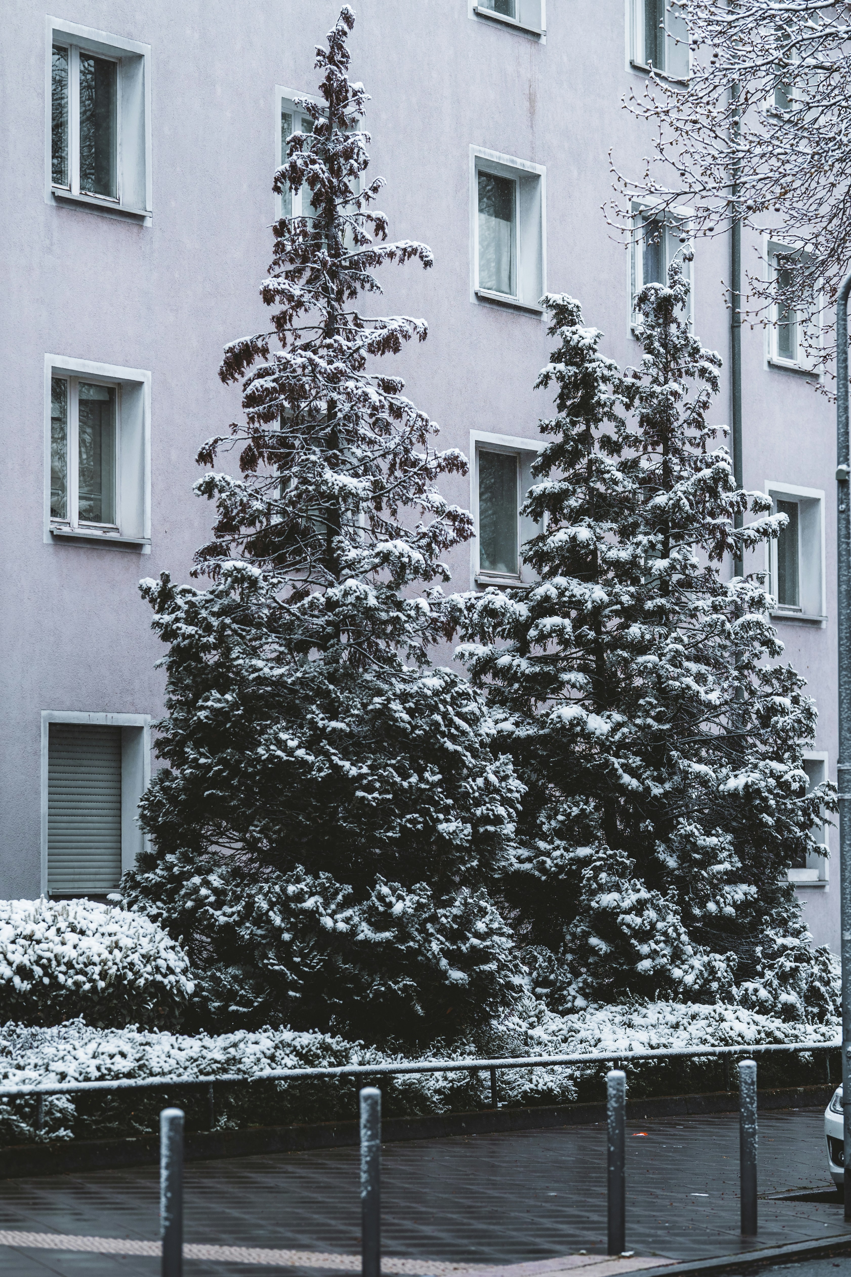 a tall tree sitting next to a tall building