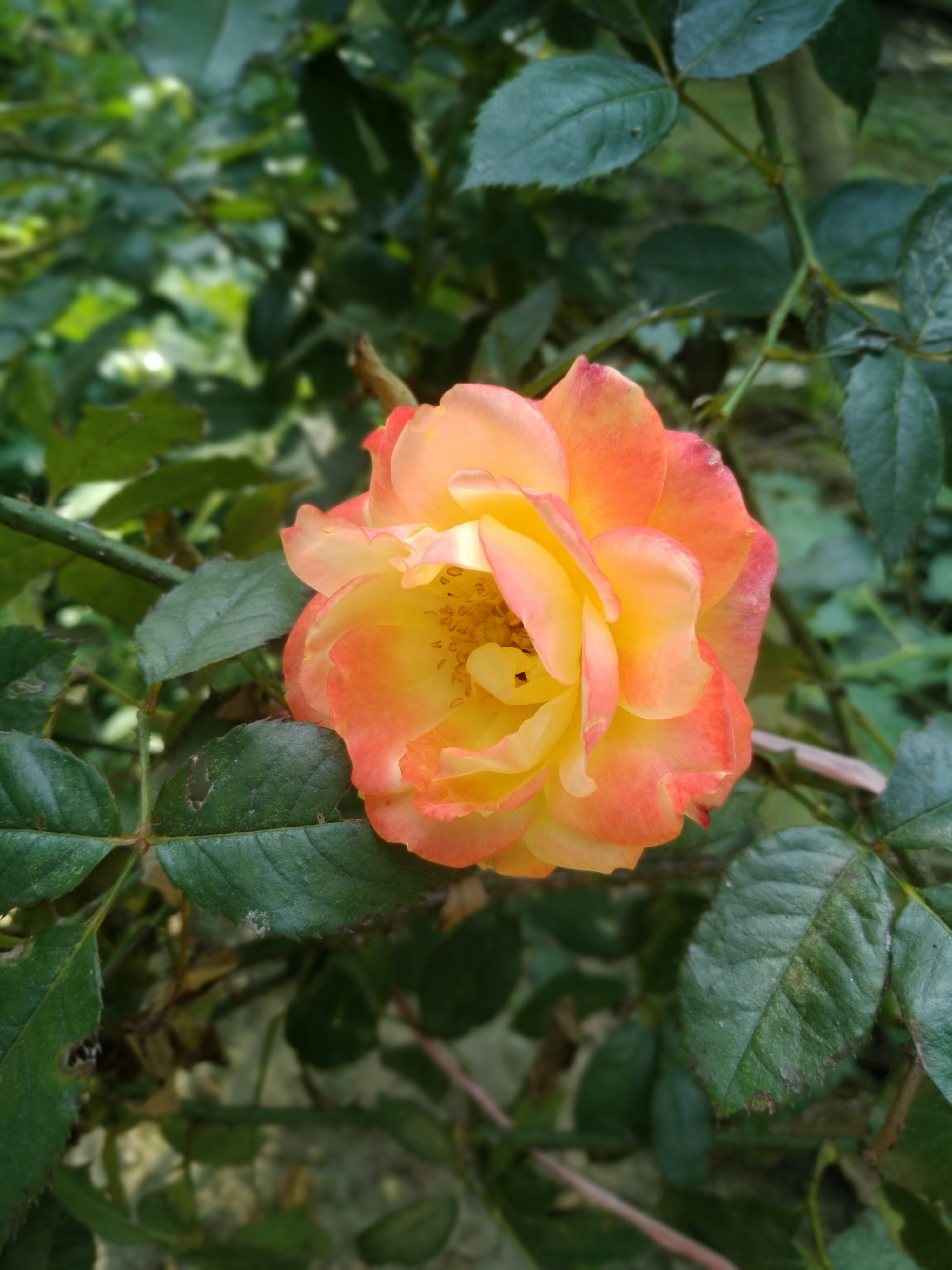 Close-up photograph of an orange-pink rose unfurling amid glossy green leaves.