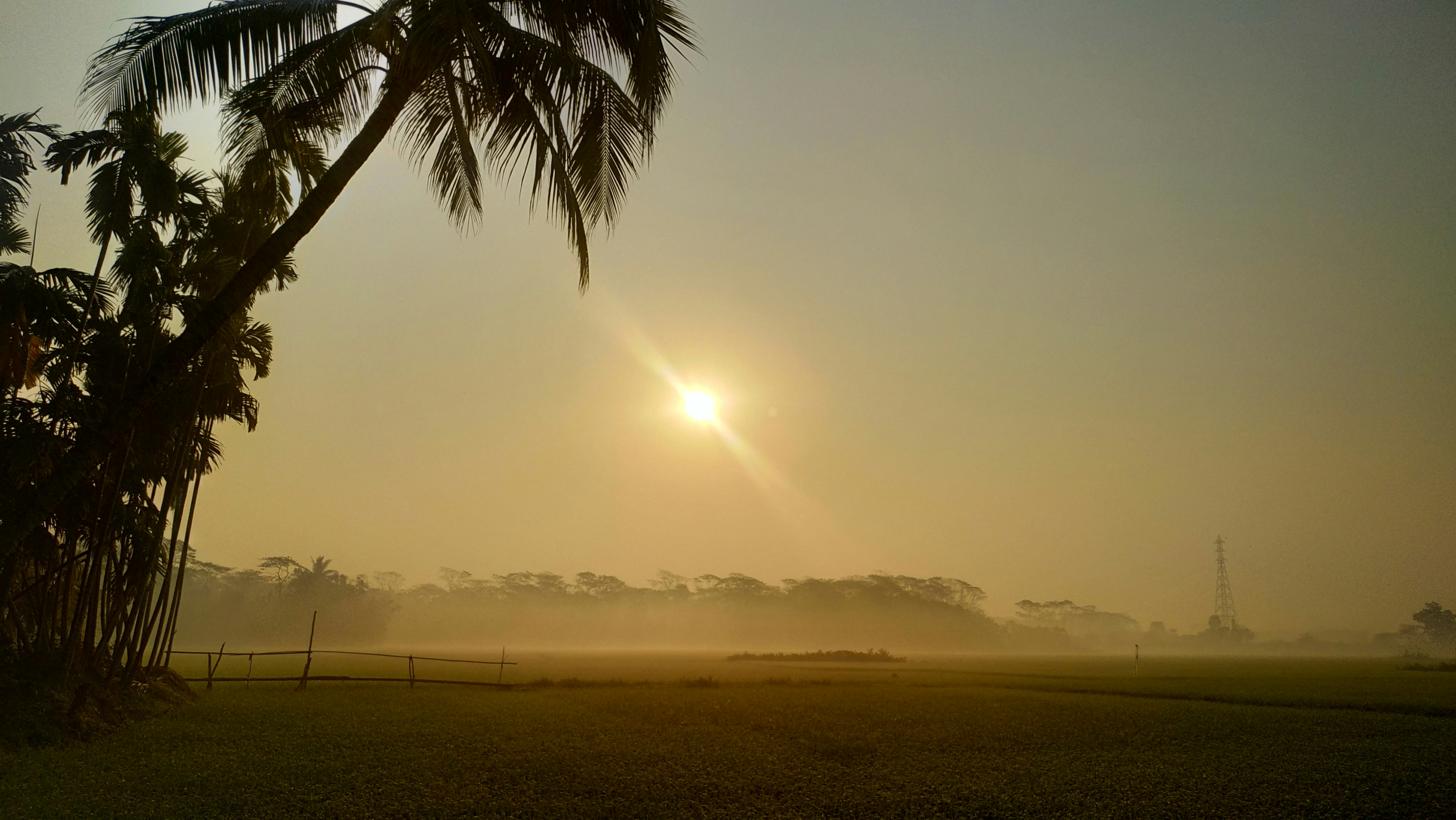 Golden sunrise casting soft light over misty fields, framed by palm trees in the foreground.