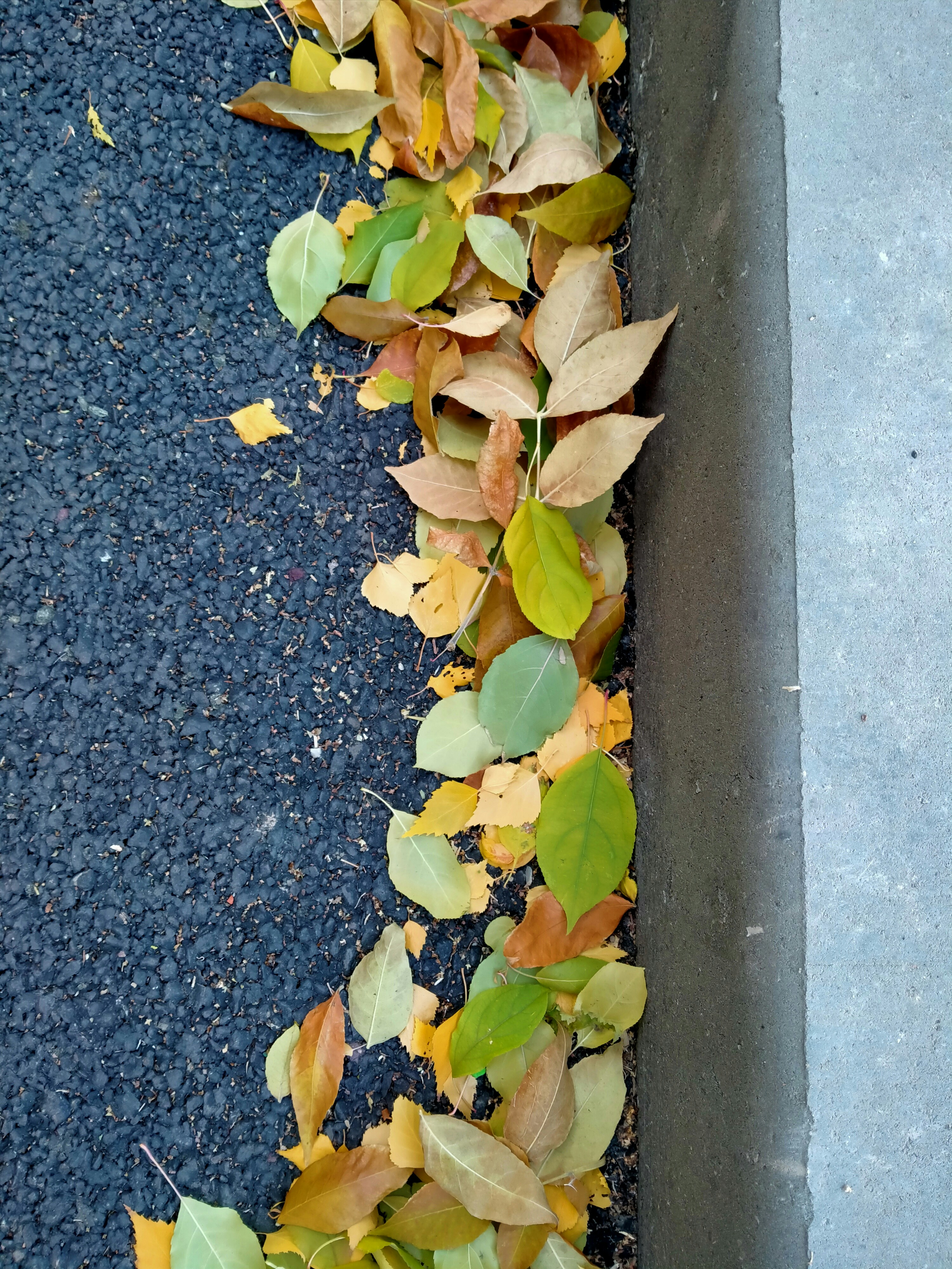 A narrow strip of colorful autumn leaves runs along the edge of a concrete curb beside dark asphalt. The scene contrasts vibrant foliage with a rigid, urban boundary.