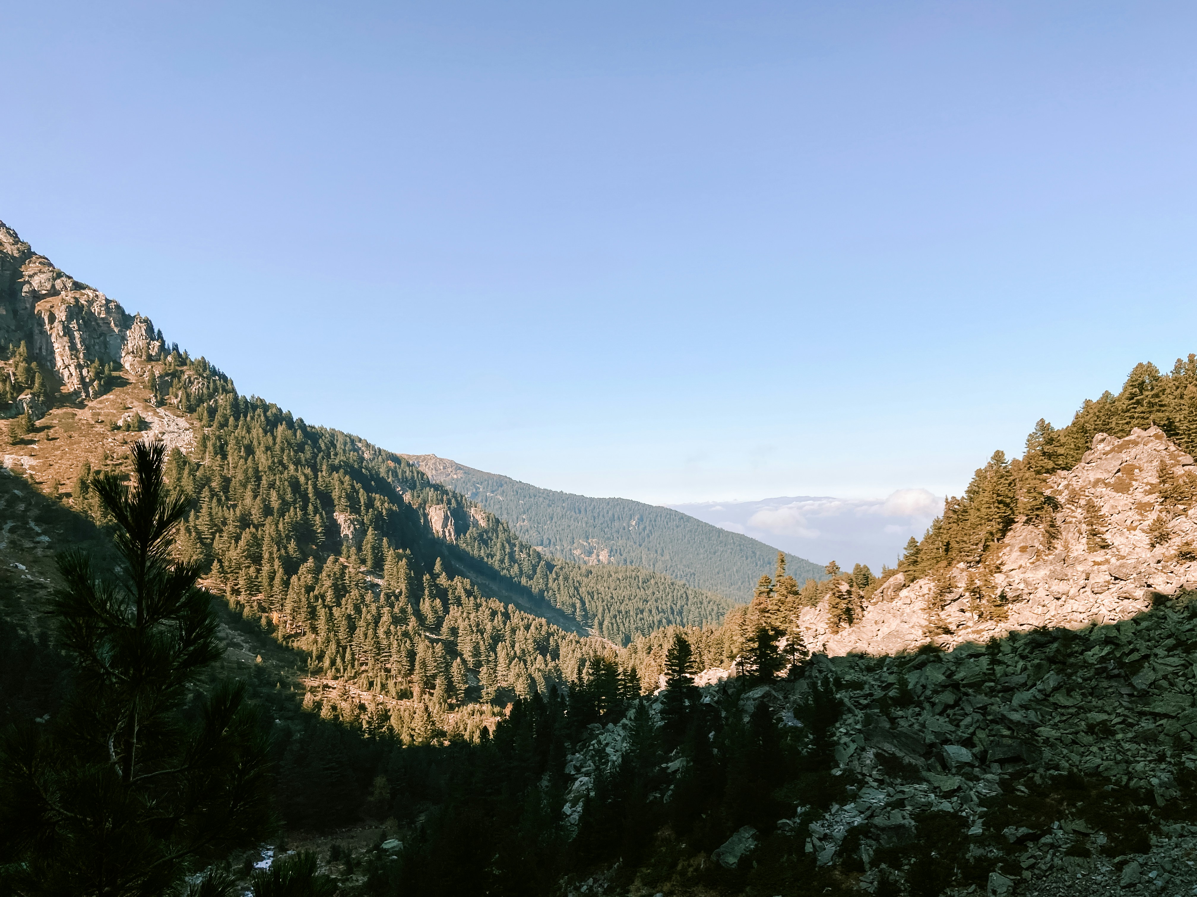 Dawn Light Through a Pine-Guarded Alpine Canyon