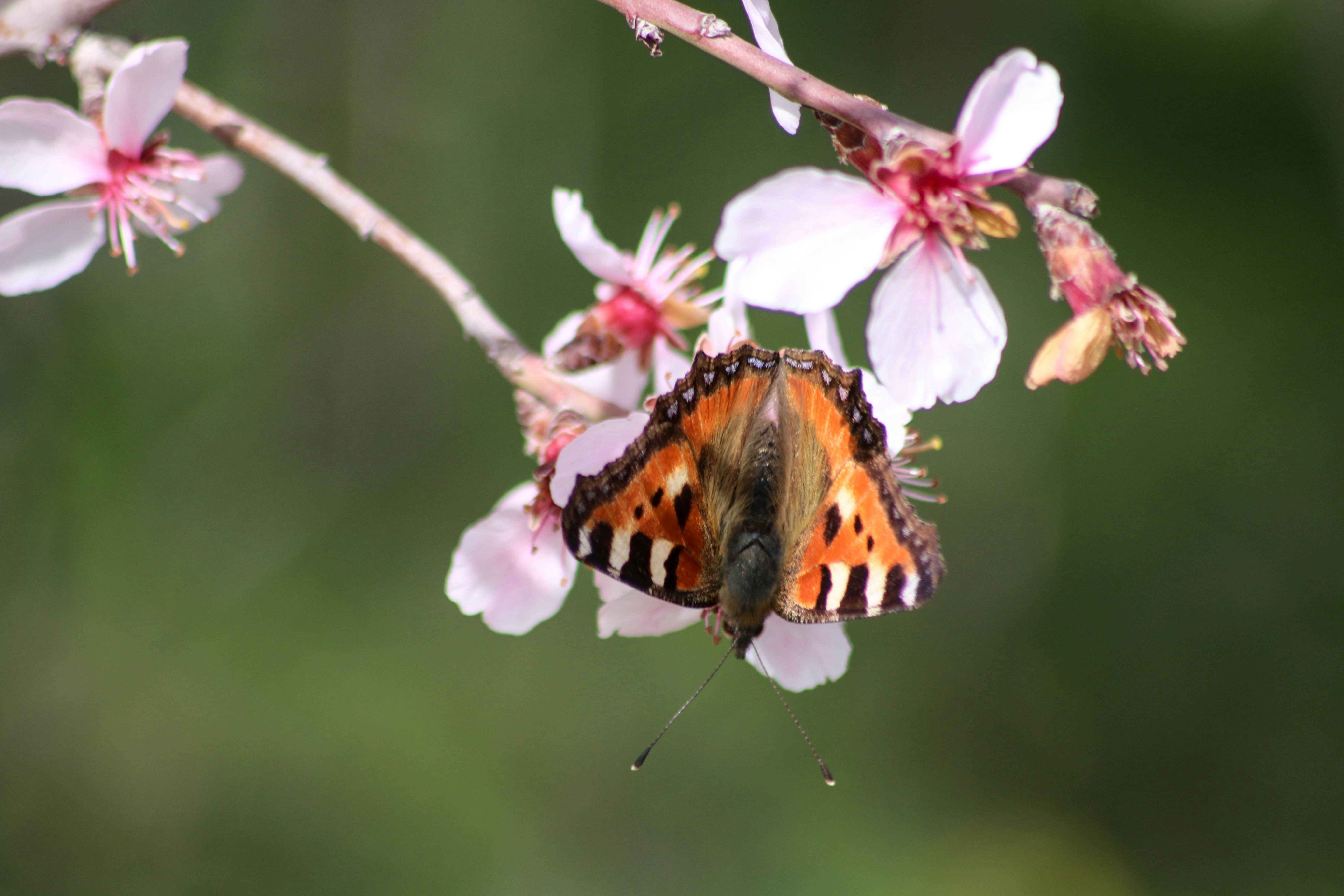 Small Tortoiseshell on Cherry Blossom: Amber Wings Framed by Pink Petals