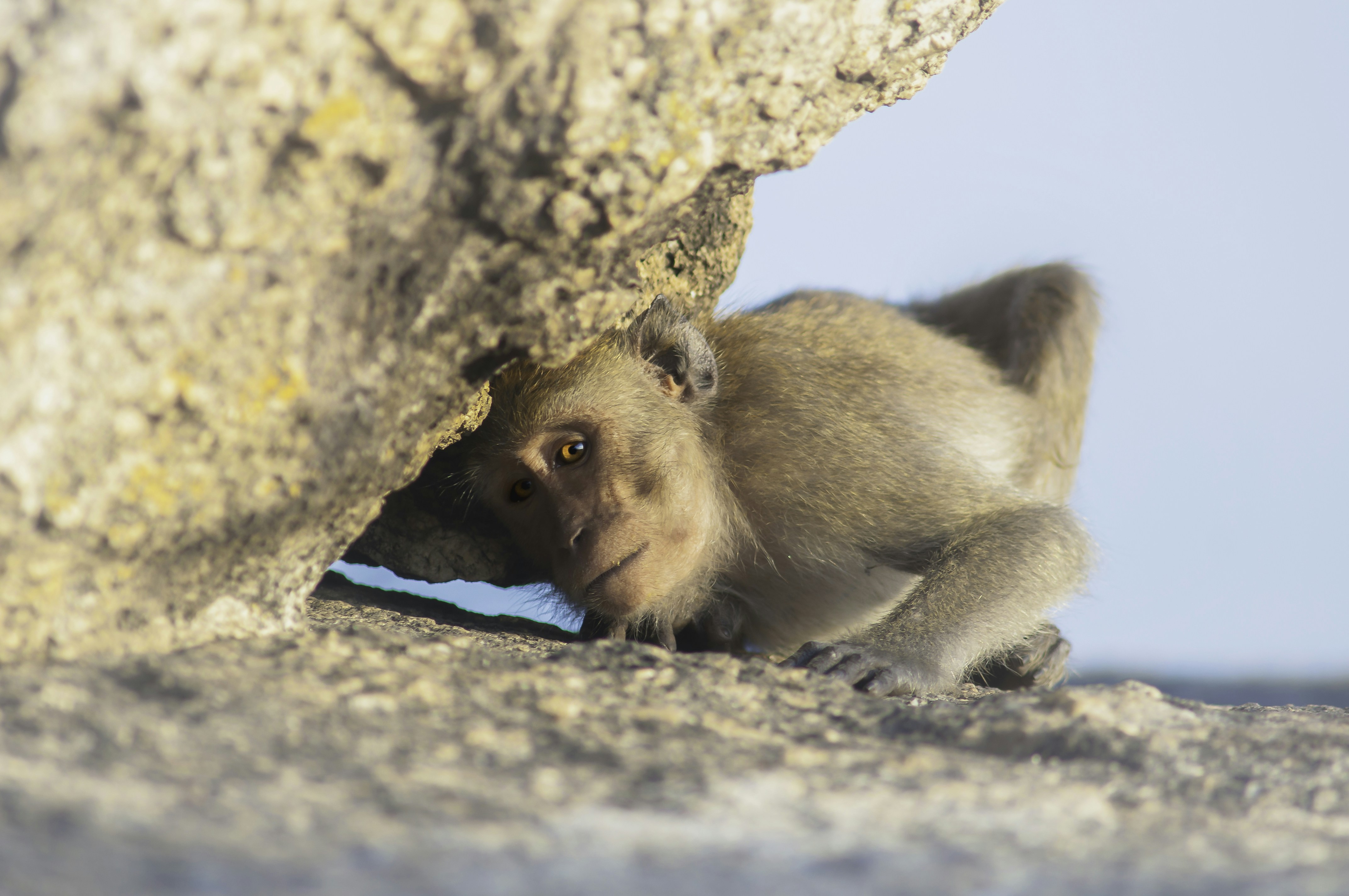 a small monkey sitting on top of a rock