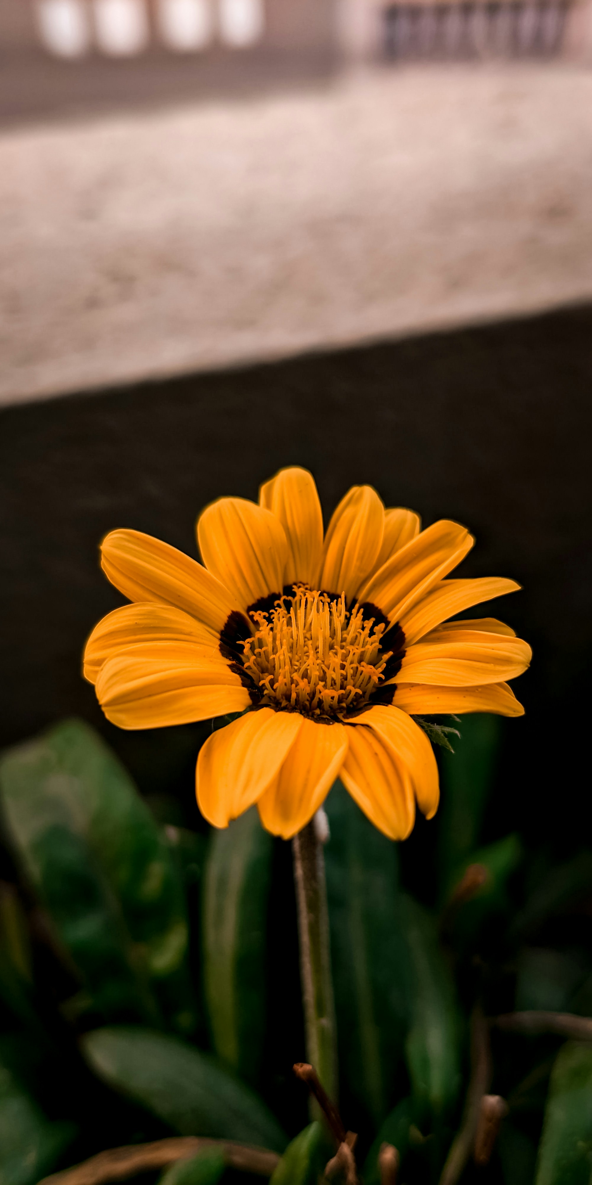 a yellow flower with a bee on it