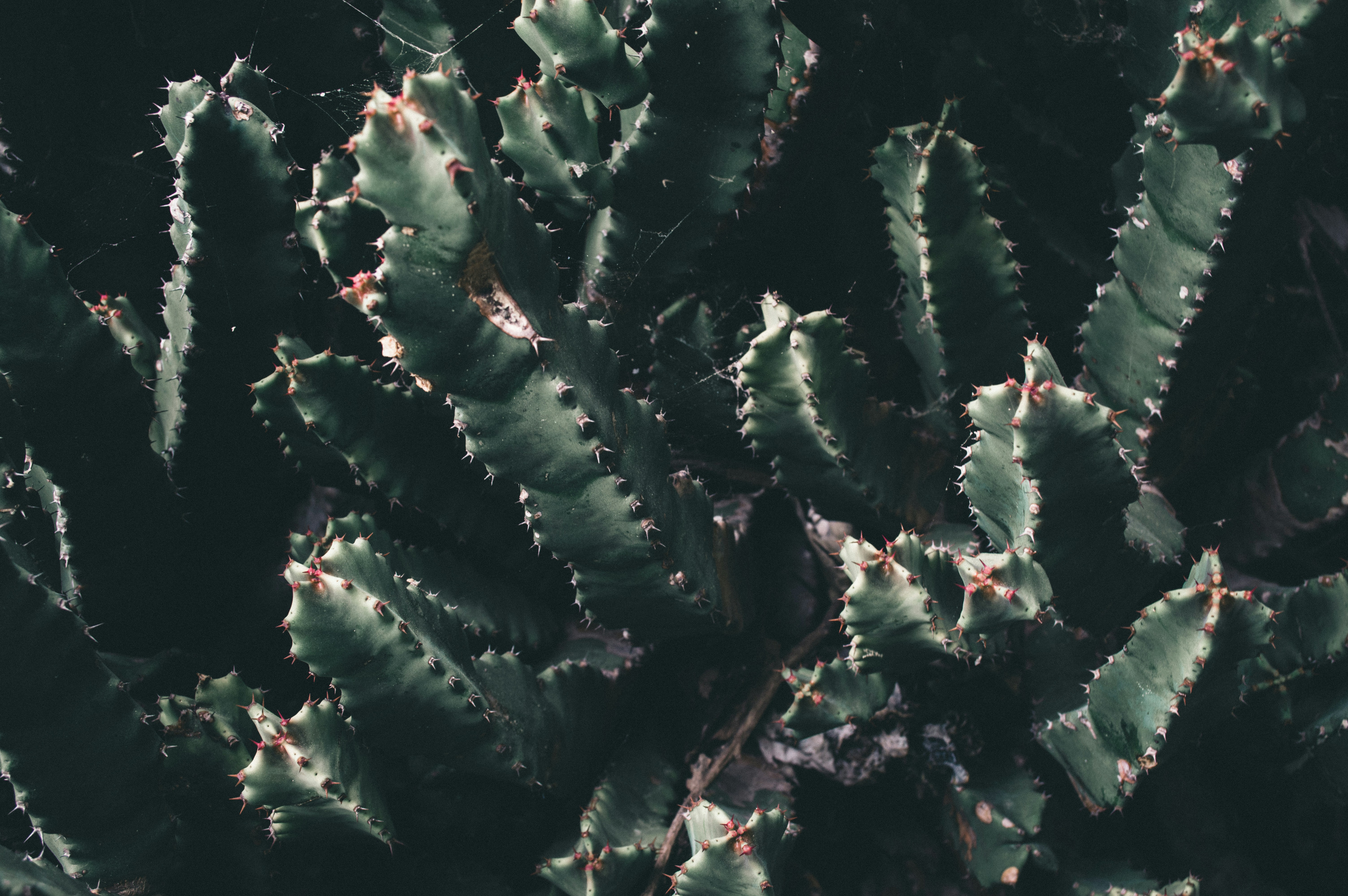 Emerald Spines in a Shadowed Lattice