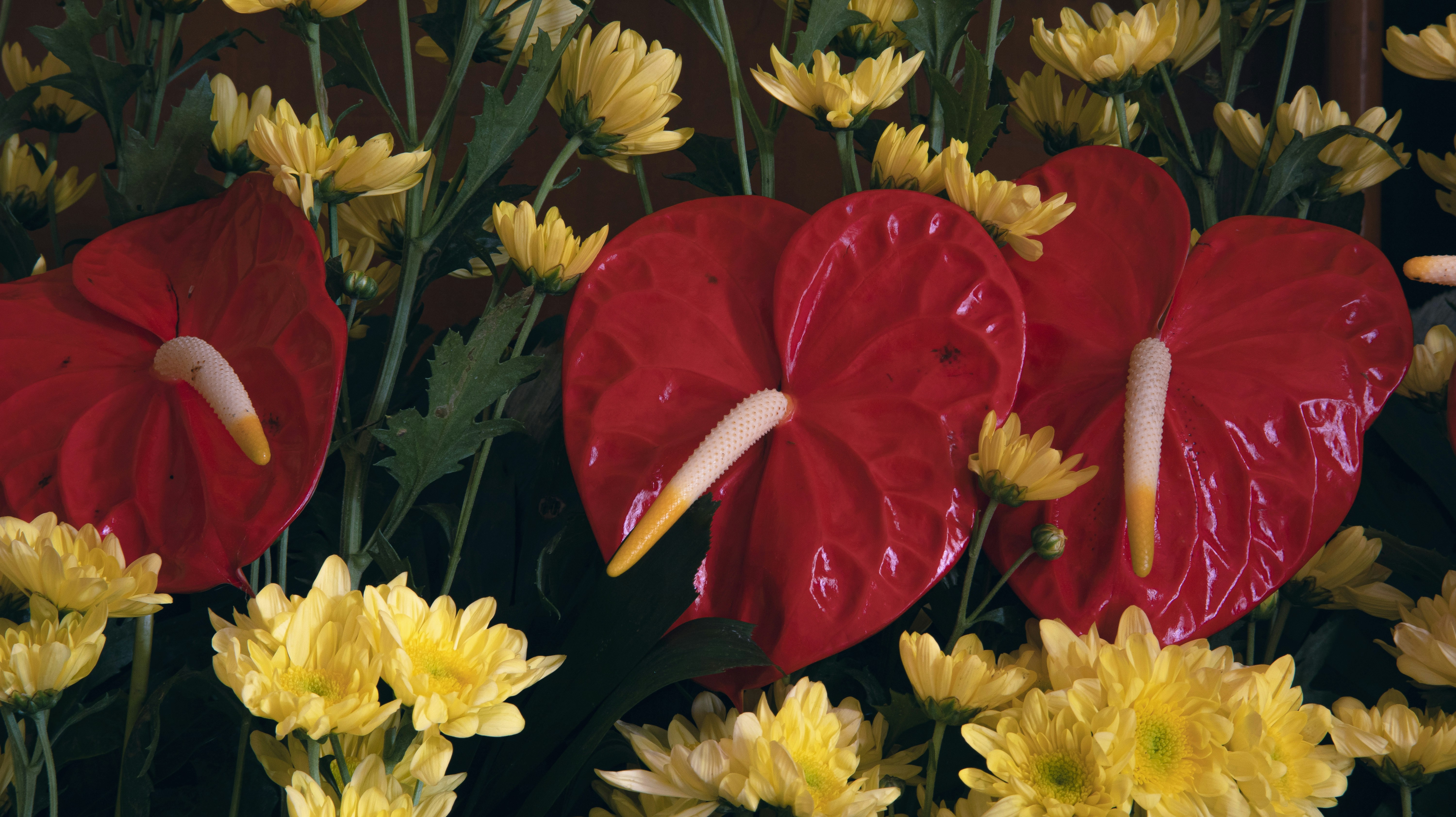 a group of red flowers with yellow flowers in the background