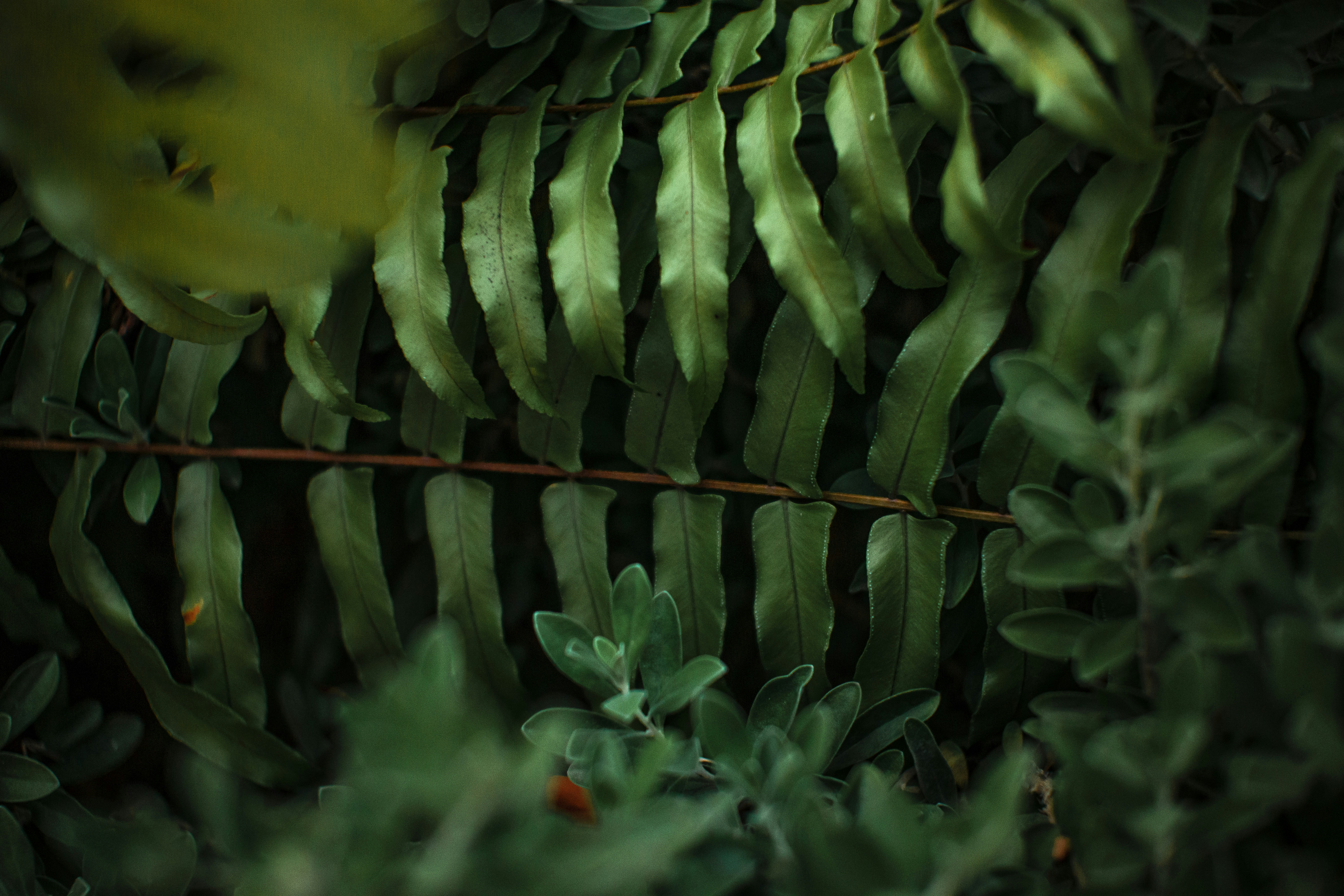Whispering Ferns: A Quiet Moment in Green Depths