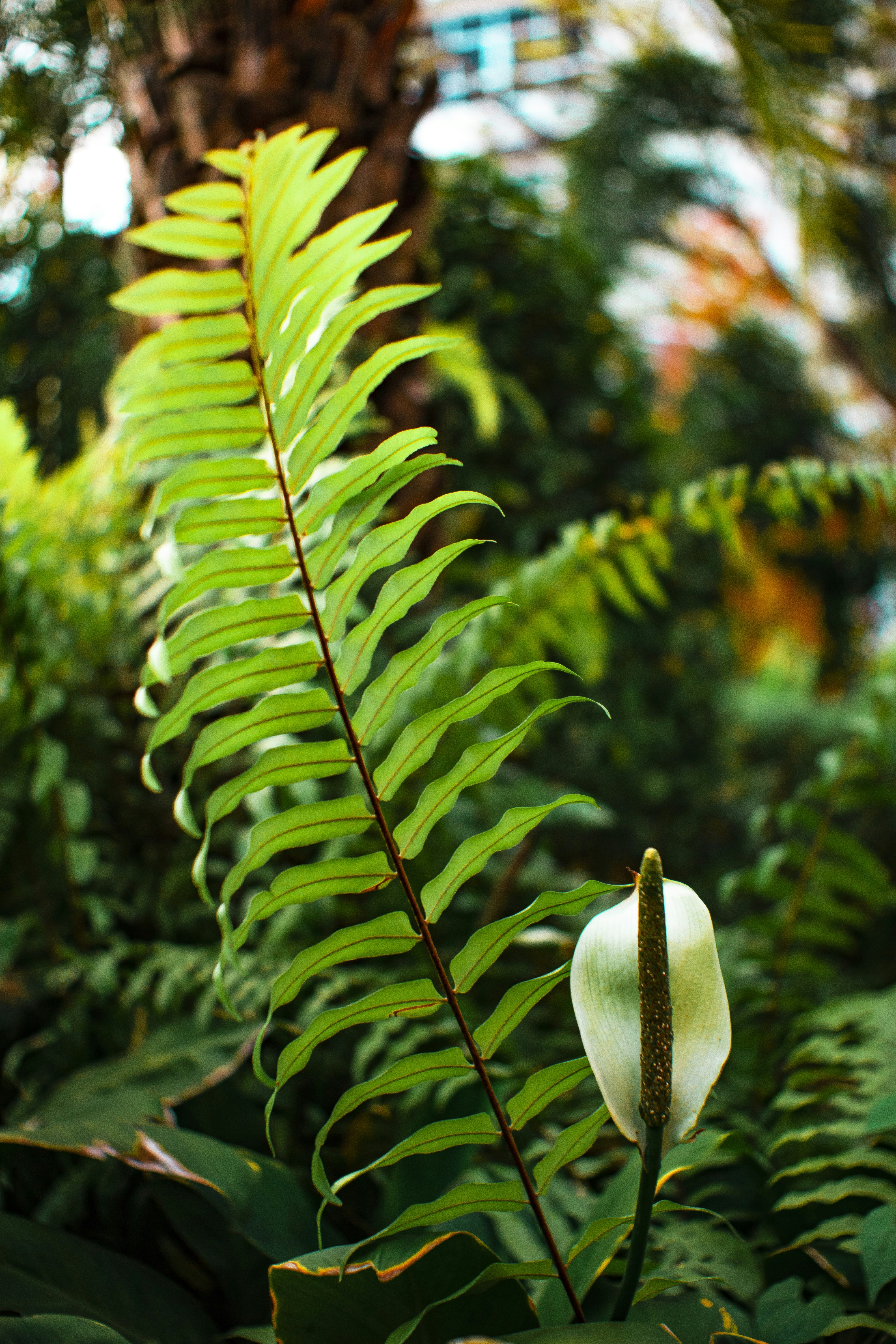 a close up of a plant with a lot of leaves