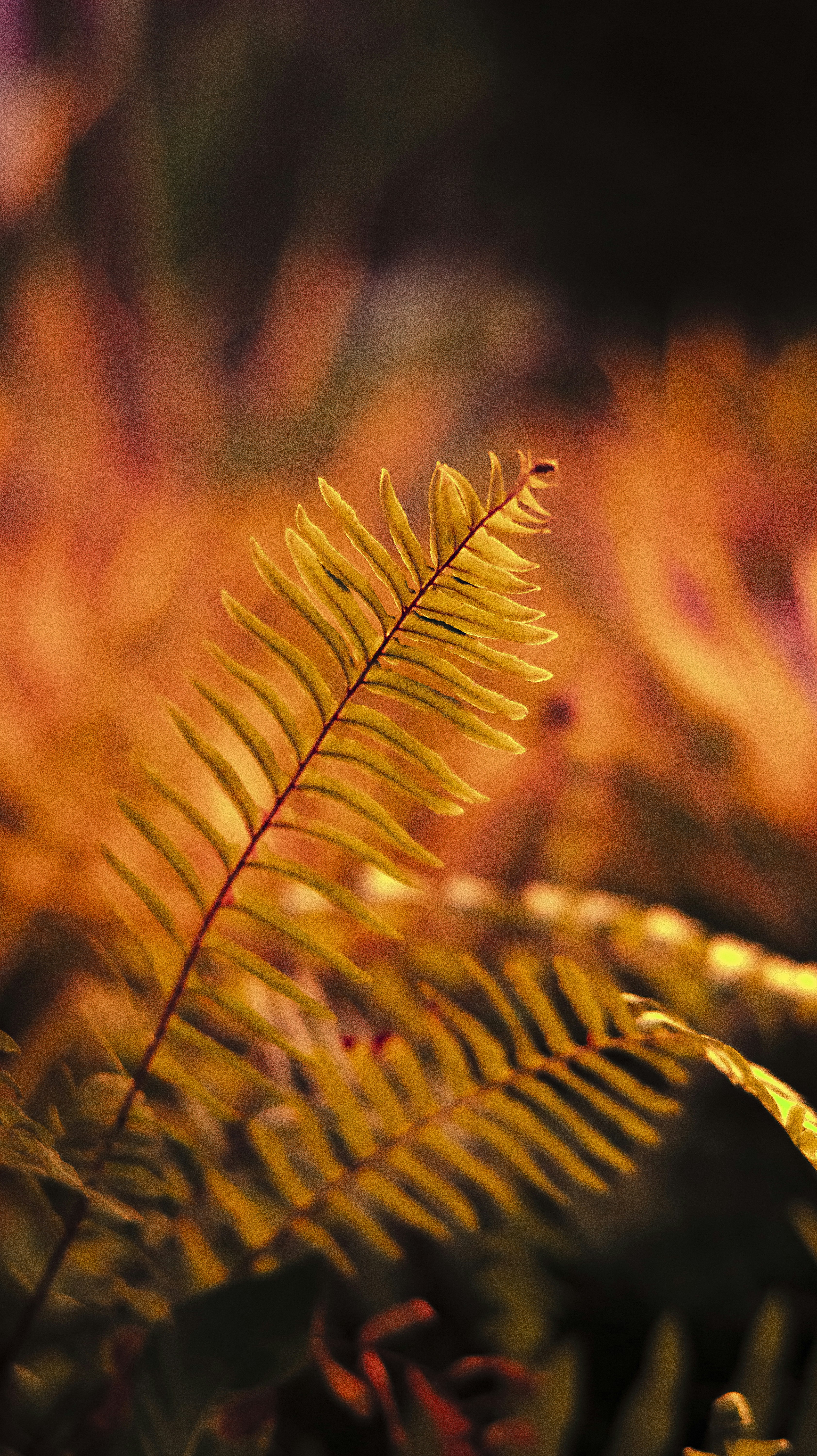 A close up of a fern leaf in a field photo – Free Plant Image on Unsplash