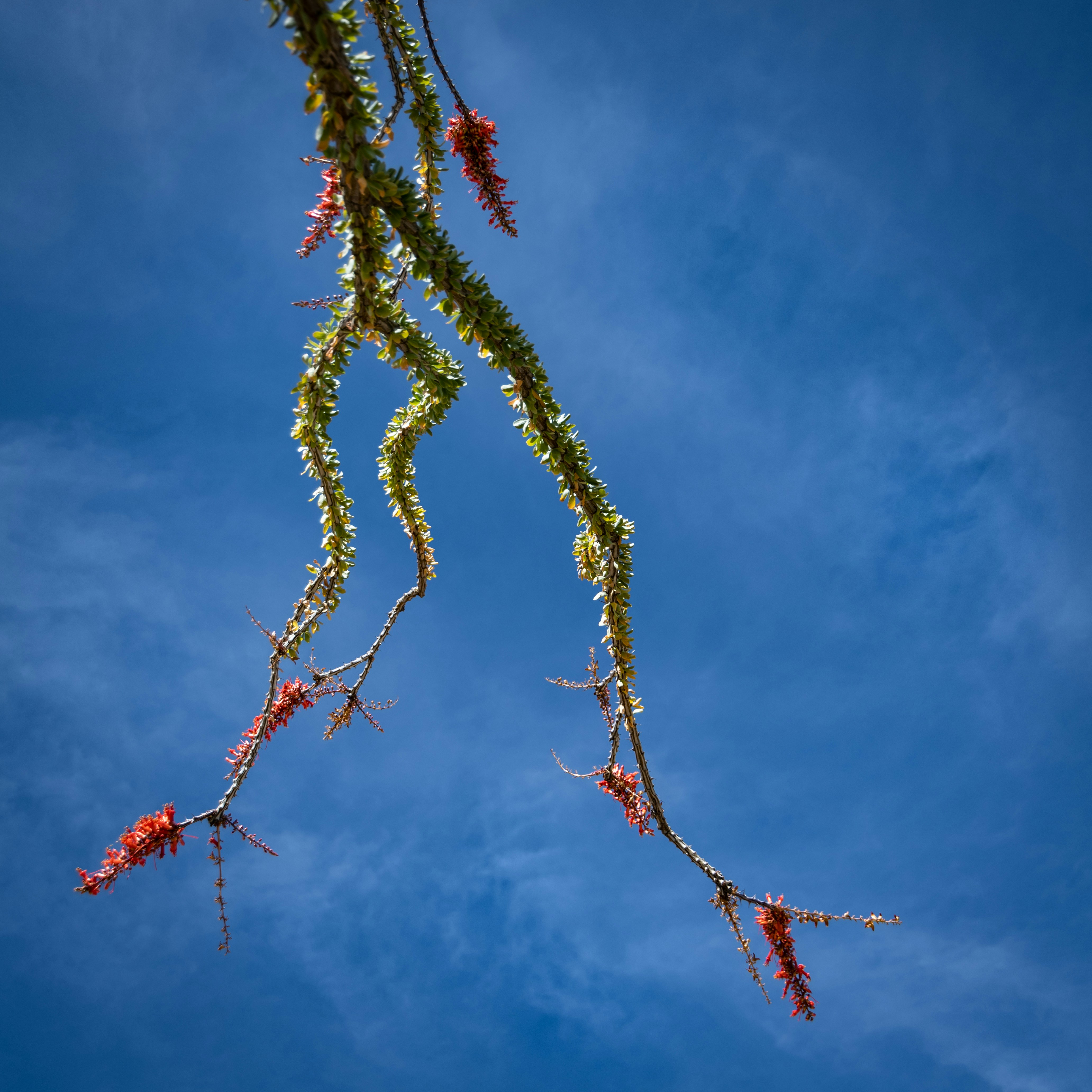 Curved branch adorned with vibrant red flowers stretching across a bright blue sky.