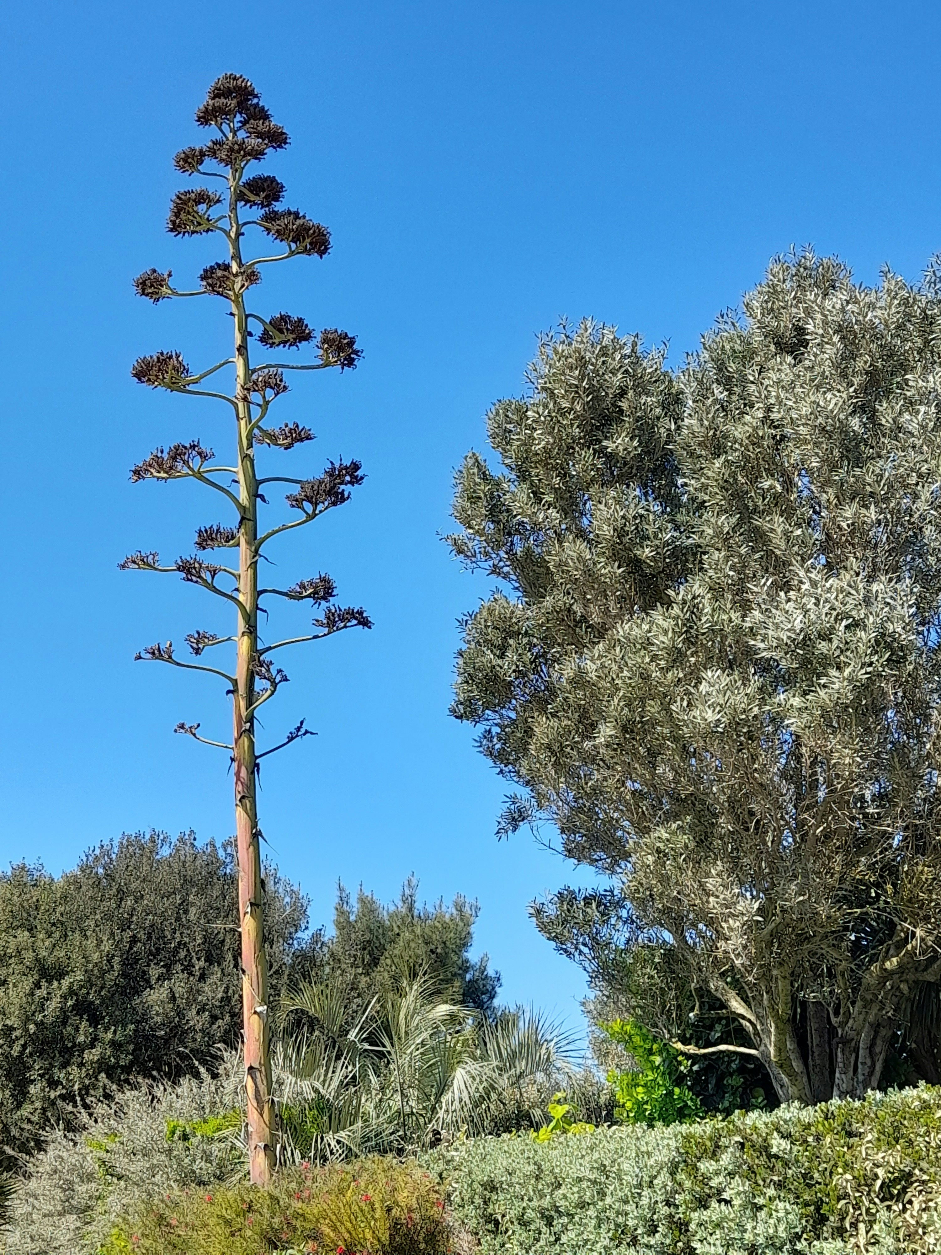 Tall agave plant reaching towards a clear blue sky, surrounded by lush greenery and contrasting foliage.