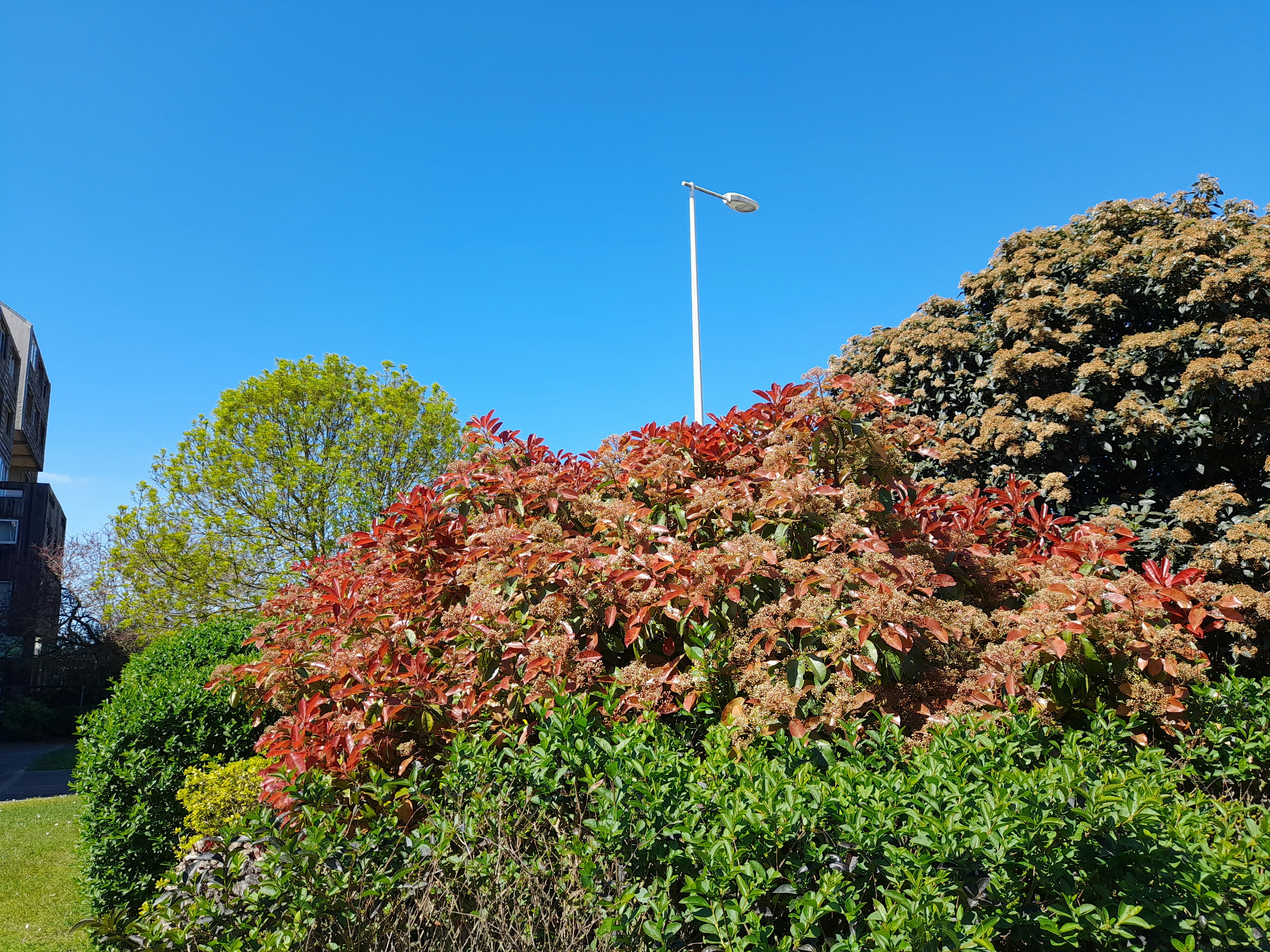 Un buisson avec des fleurs rouges devant un bâtiment photo – Photo ...