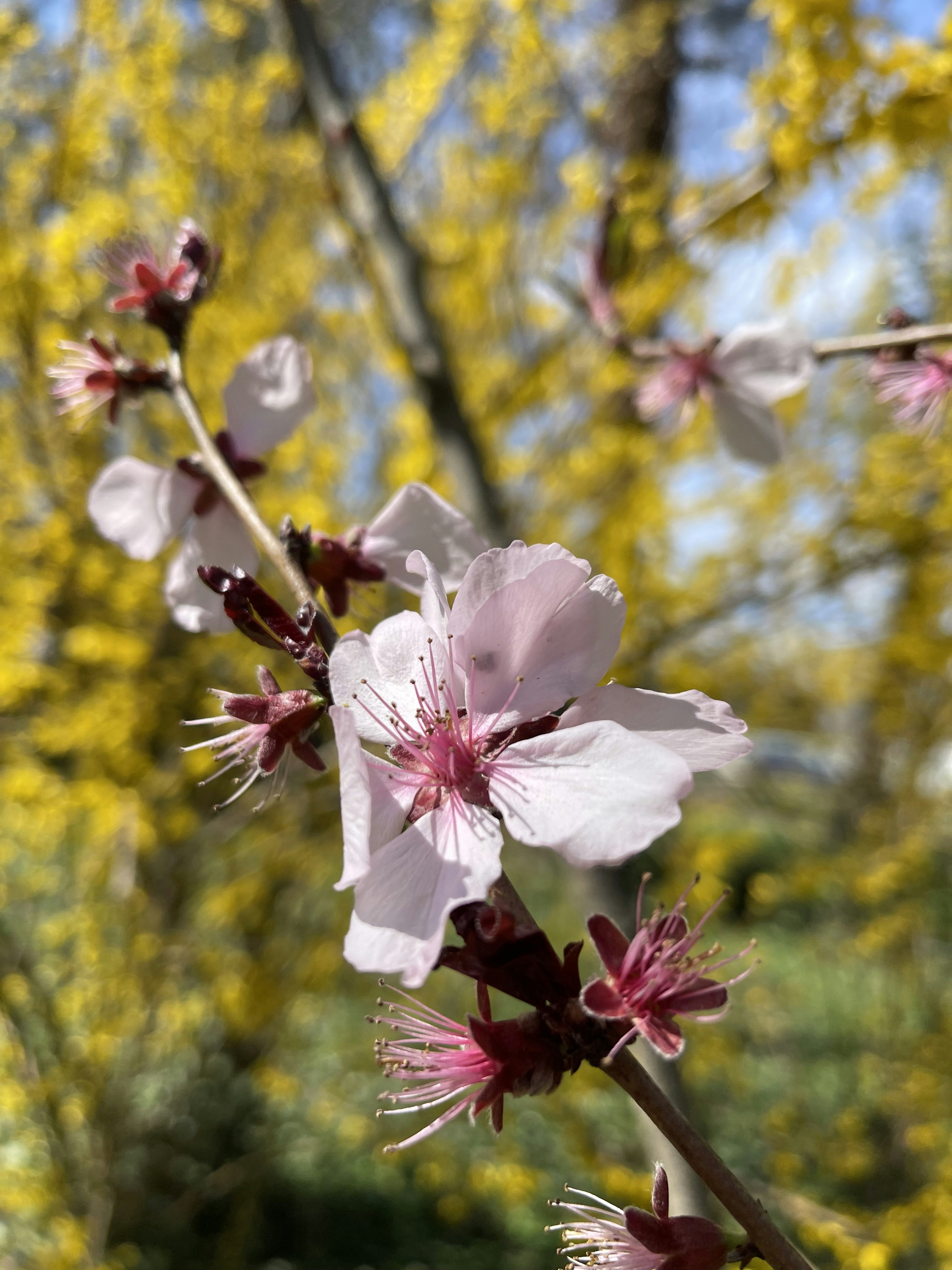 Center Bloom: A Pink-White Cherry Blossom Framed by Spring's Golden Blur