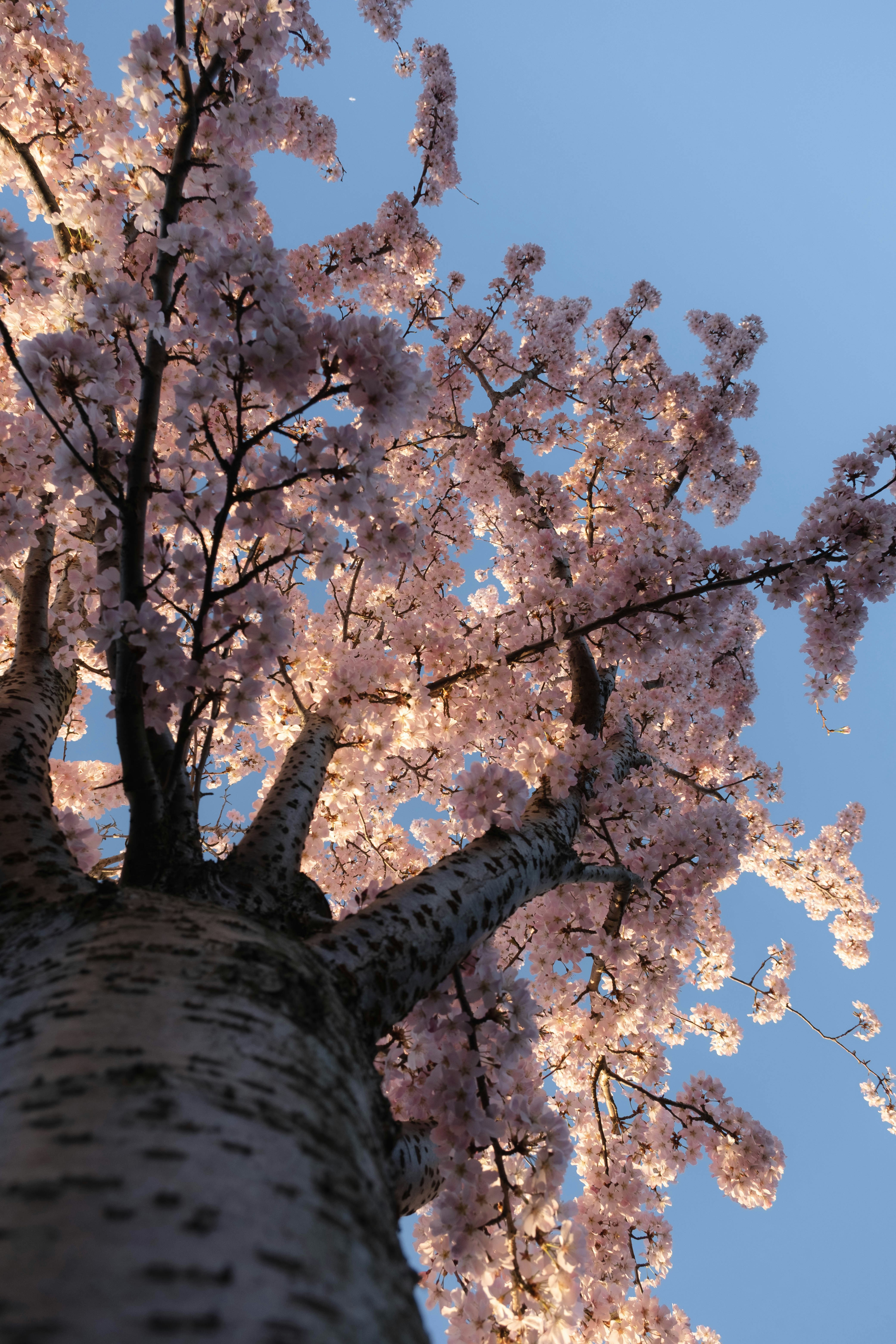 Blossoms Against the Sky: A Vertical Symphony