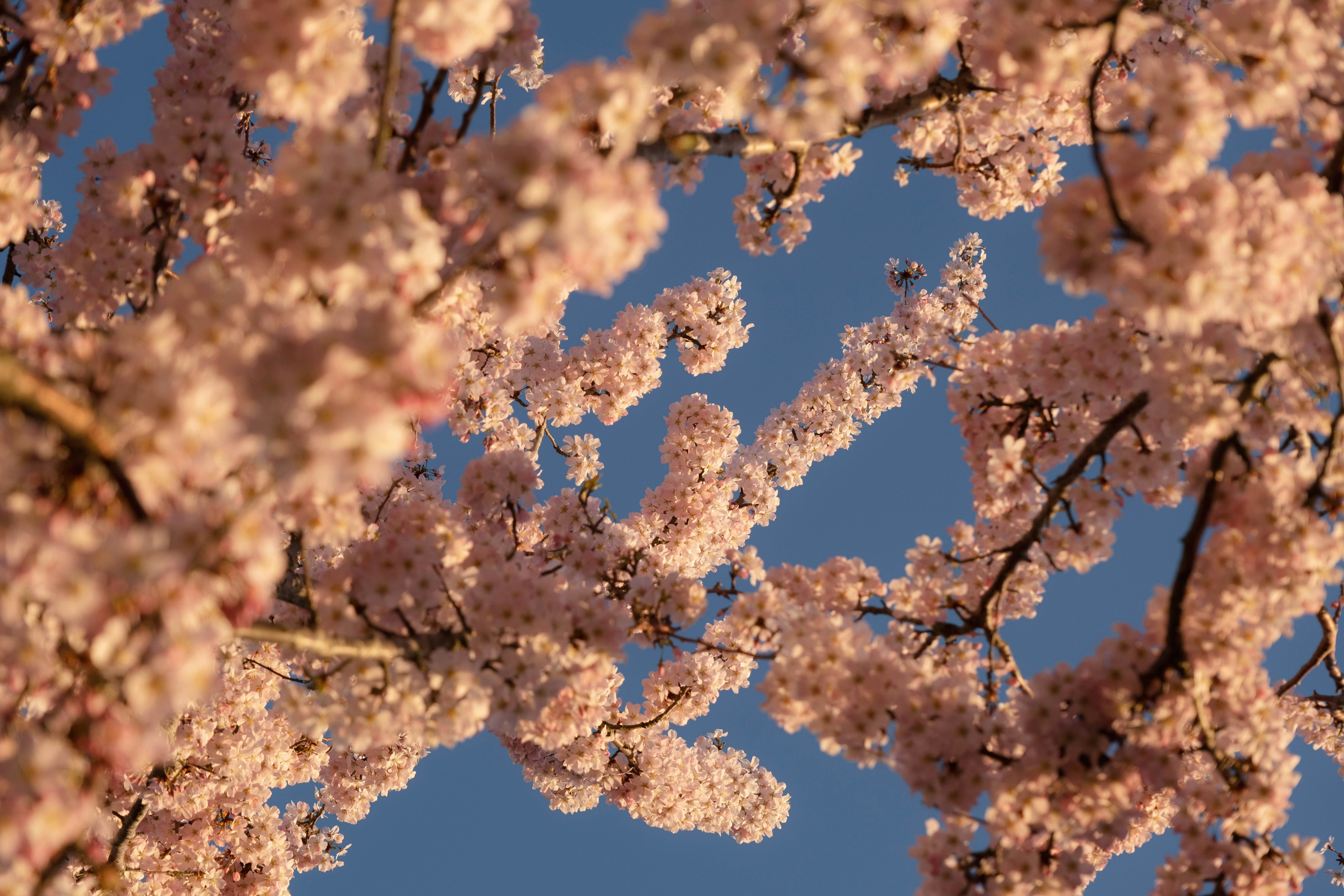 Cerulean Sky Through a Cascade of Sakura Blossoms