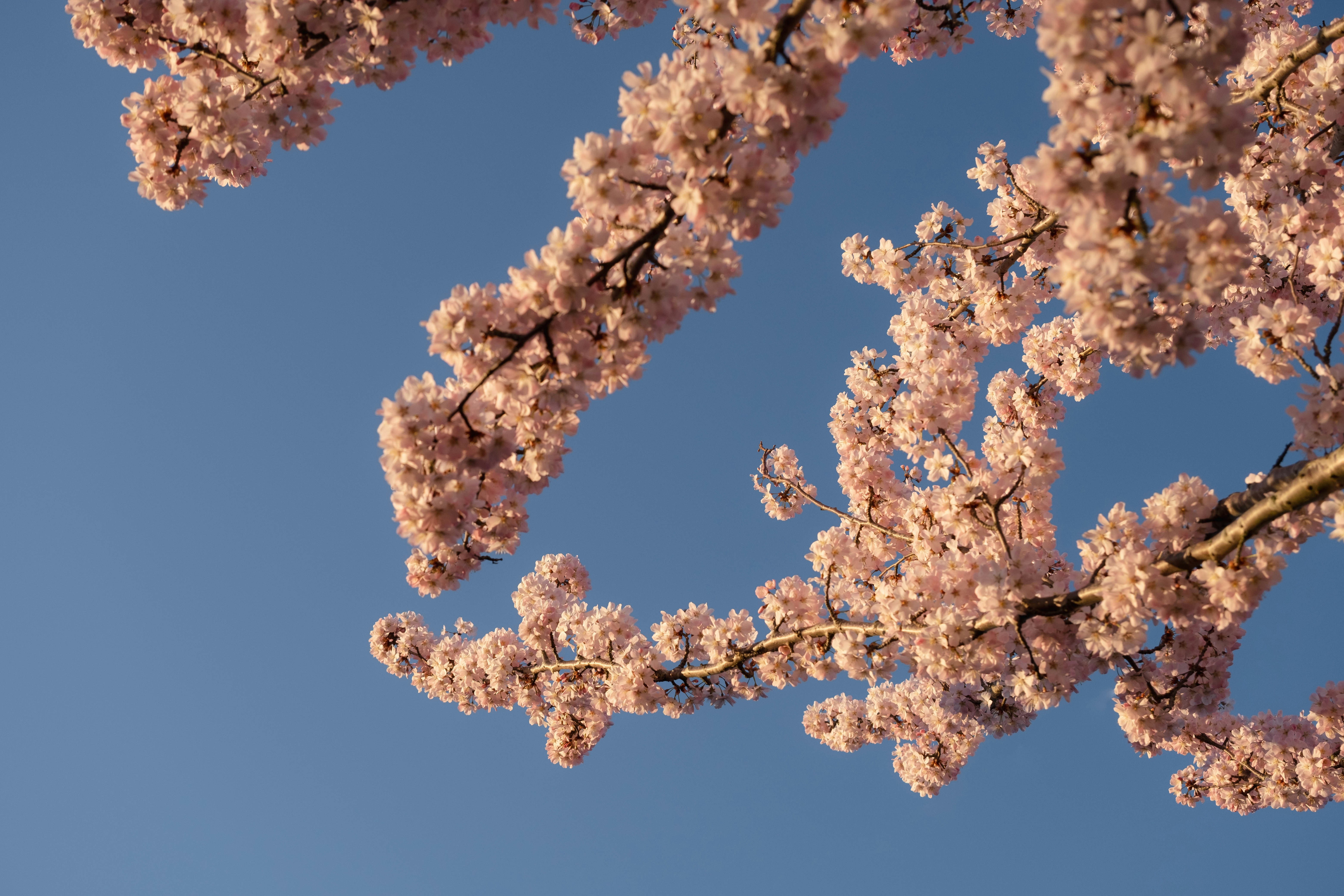 Whispers of Spring: Cherry Blossom Reverie