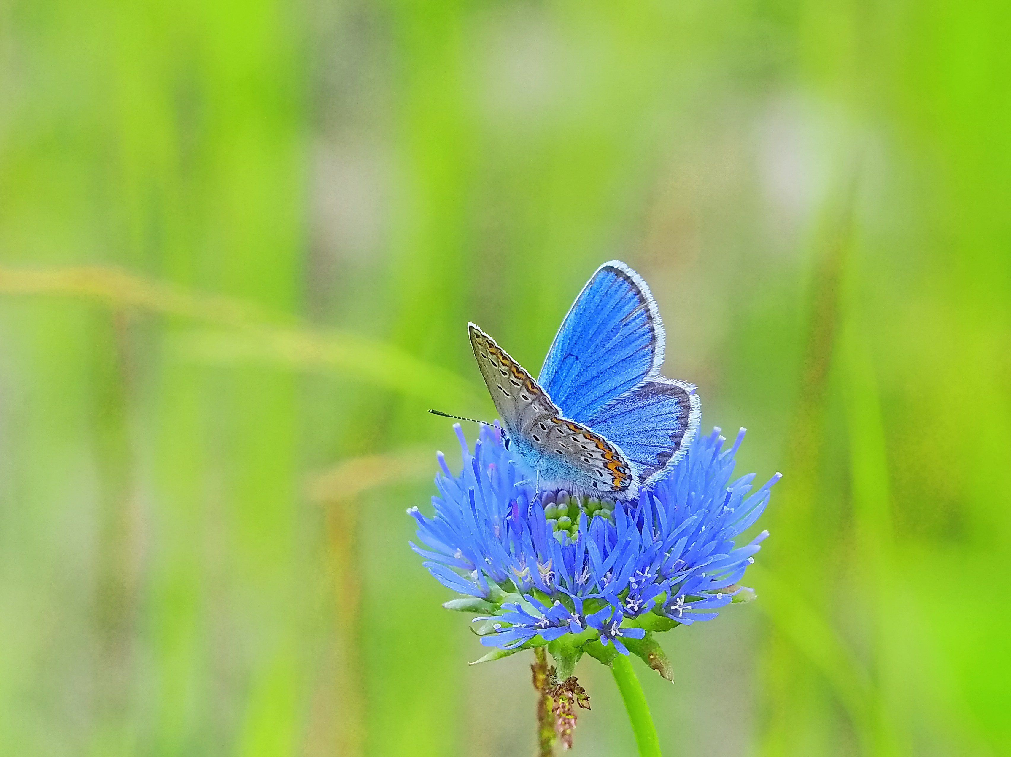 Imágenes de Mariposa Azul Hierba | Descarga imágenes gratuitas en Unsplash
