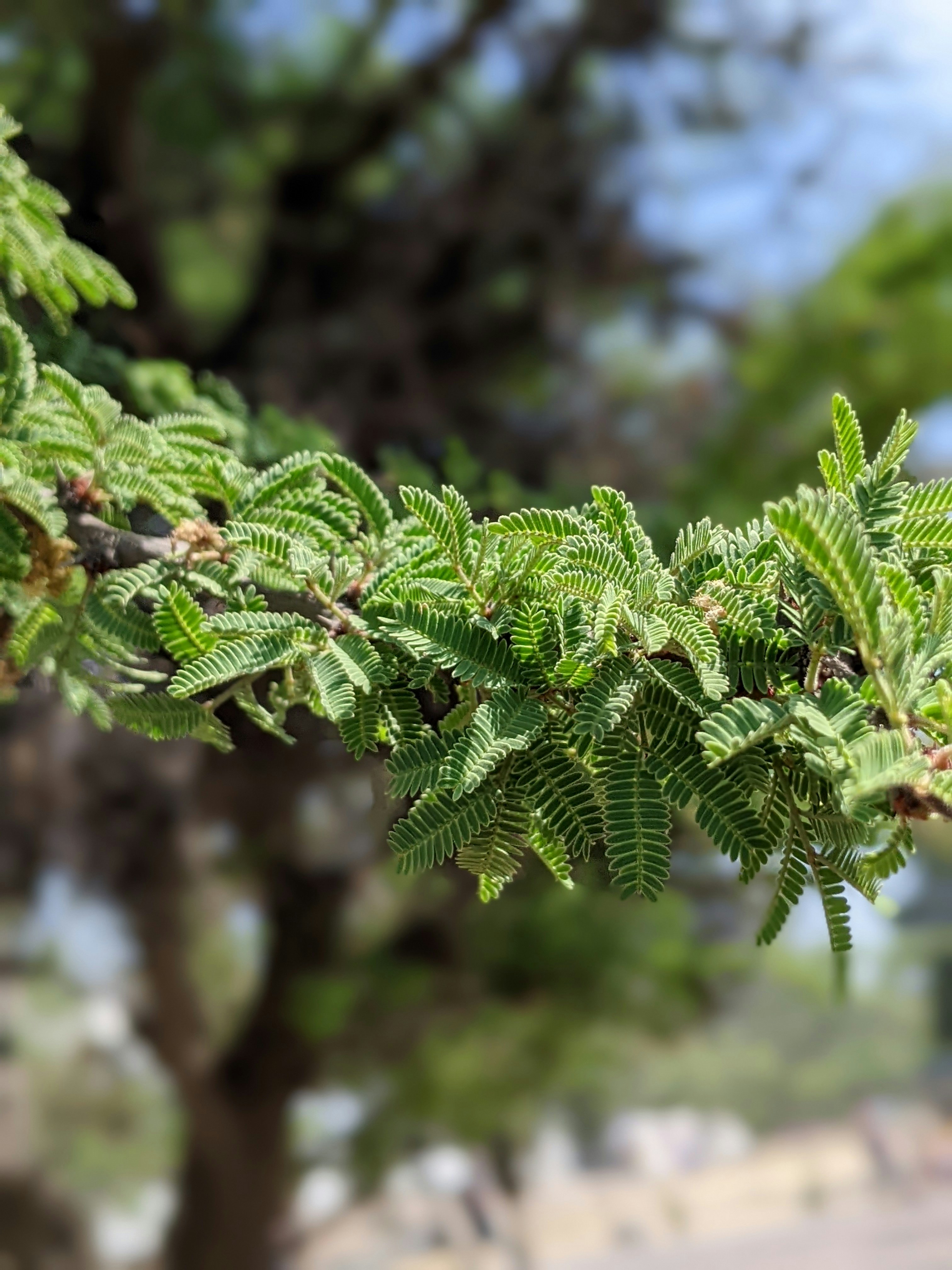 Close-up of a vibrant green branch adorned with delicate leaves, showcasing the intricate patterns and textures of nature.