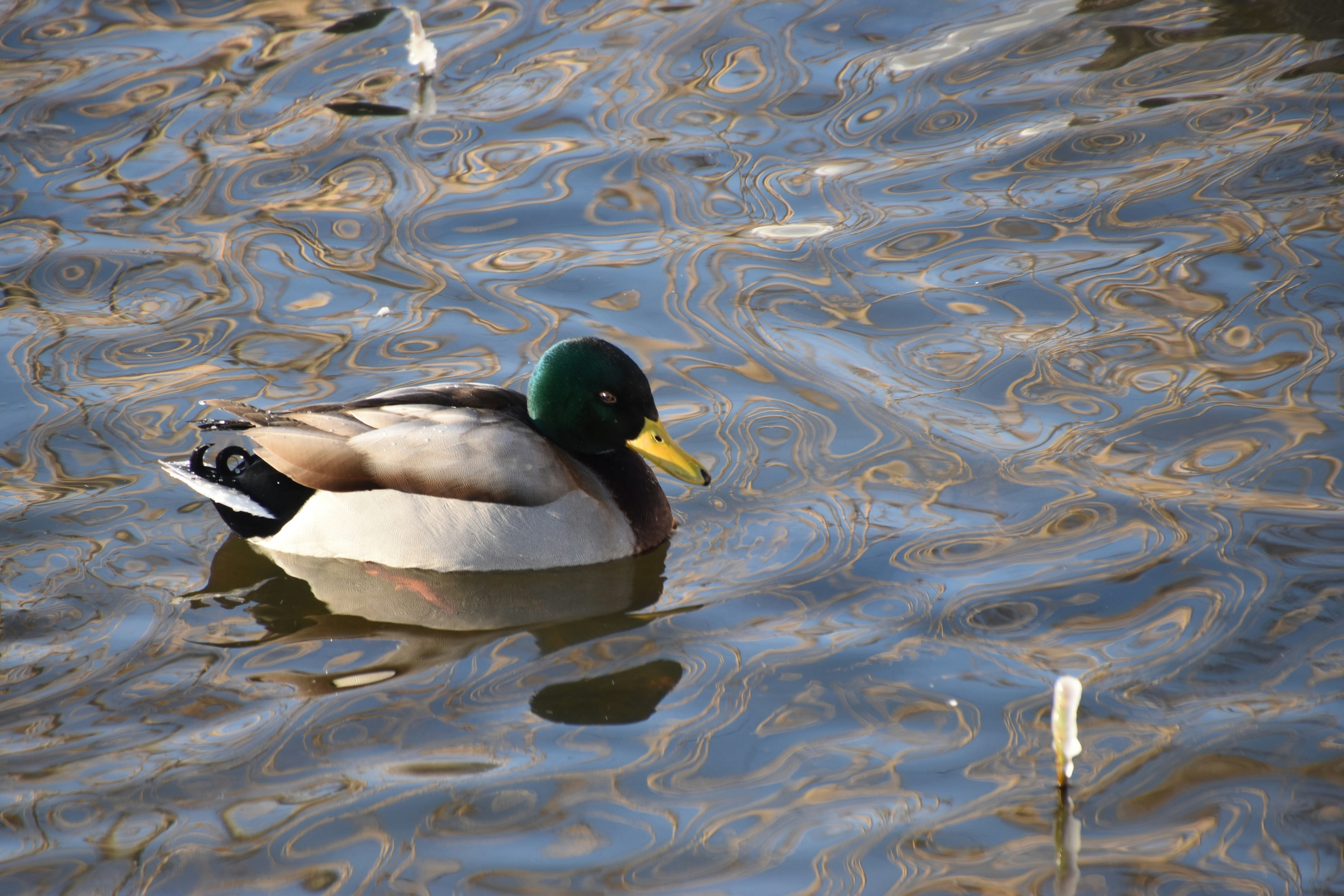 A duck floating on top of a body of water photo – Free Finland Image on ...