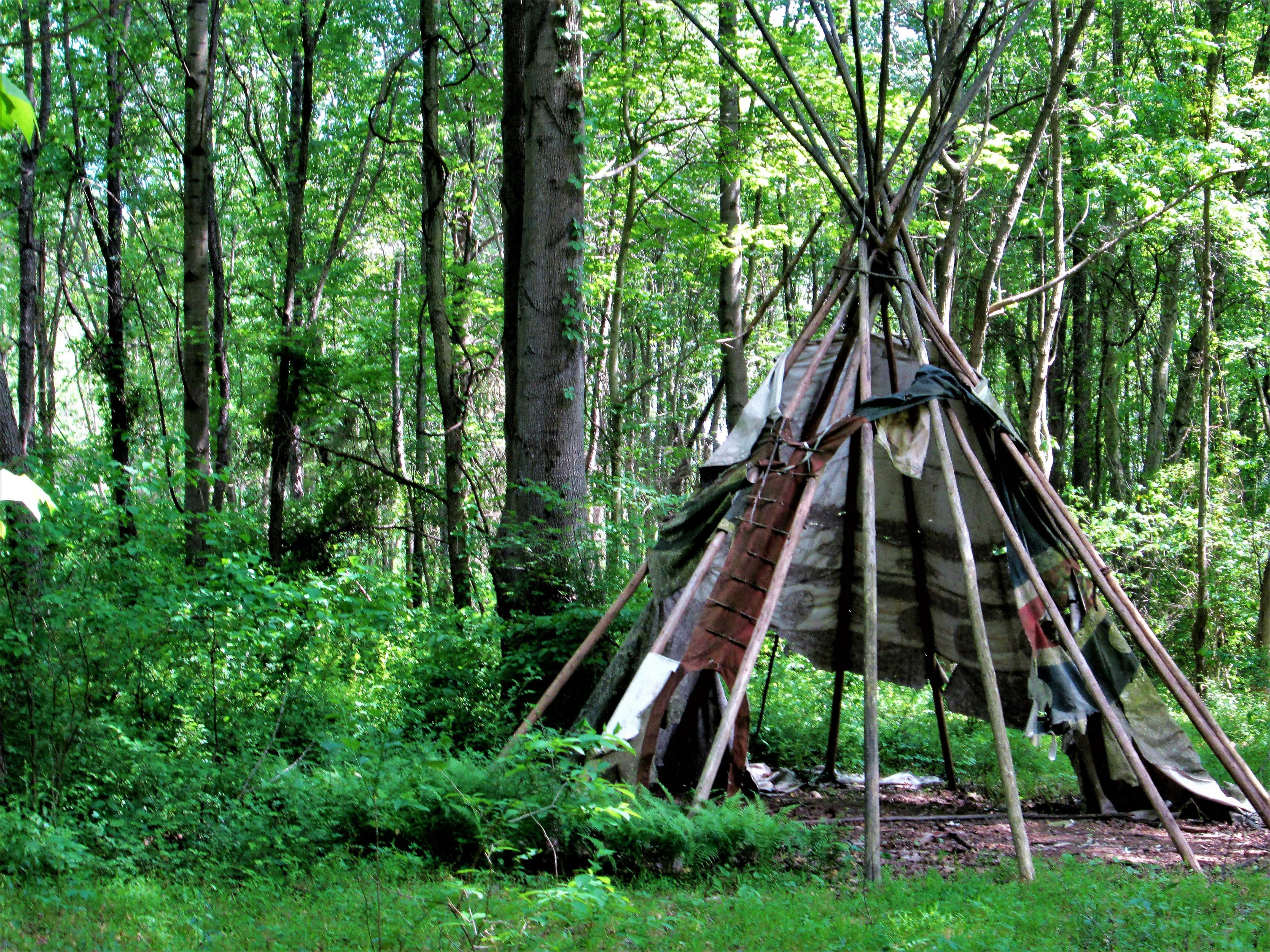 A teepee in the middle of a forest photo – Free Vegetation Image on ...
