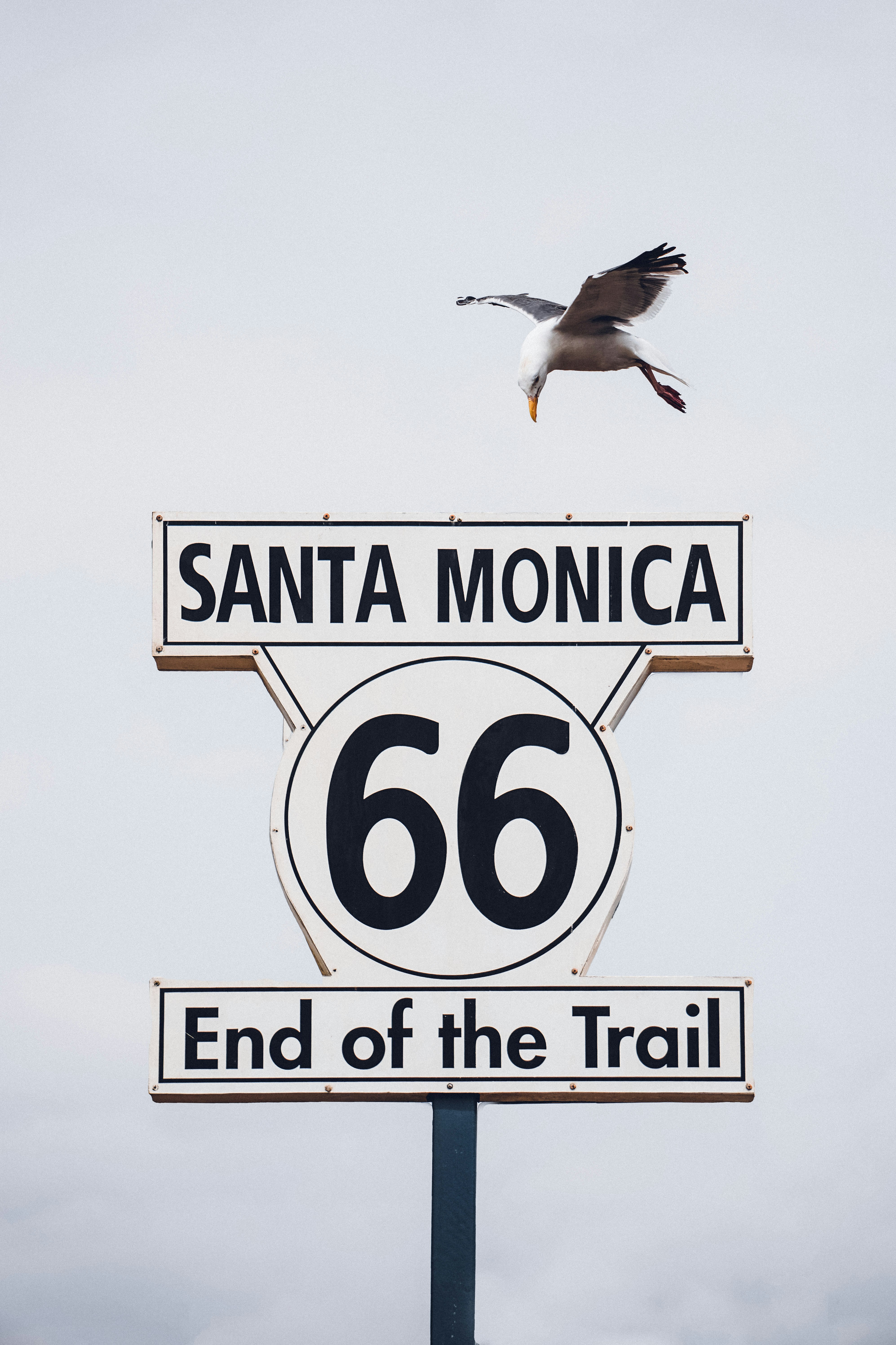 Winged Moment Above Santa Monica's End of the Trail