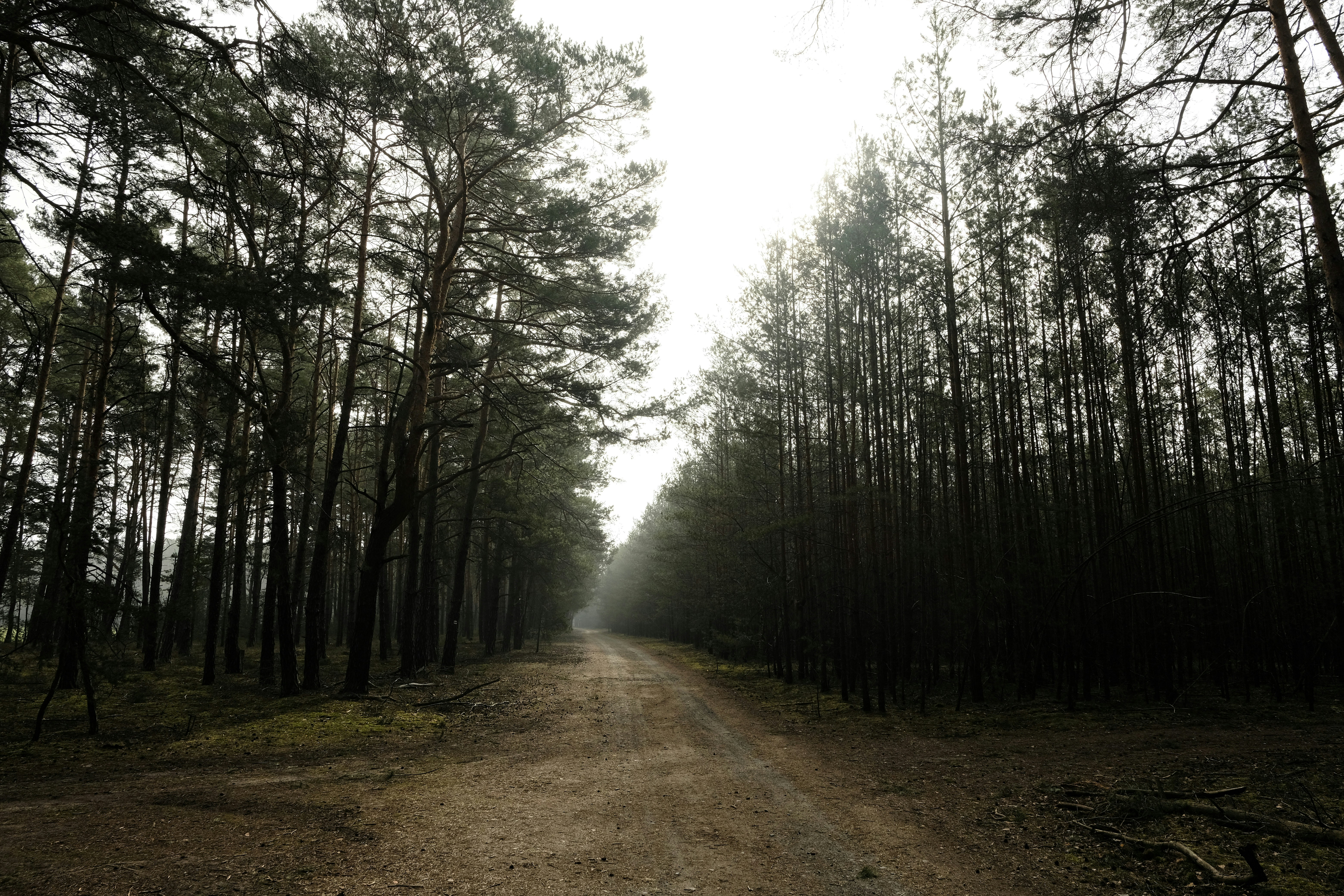 Vanishing Light on a Mossy Forest Road