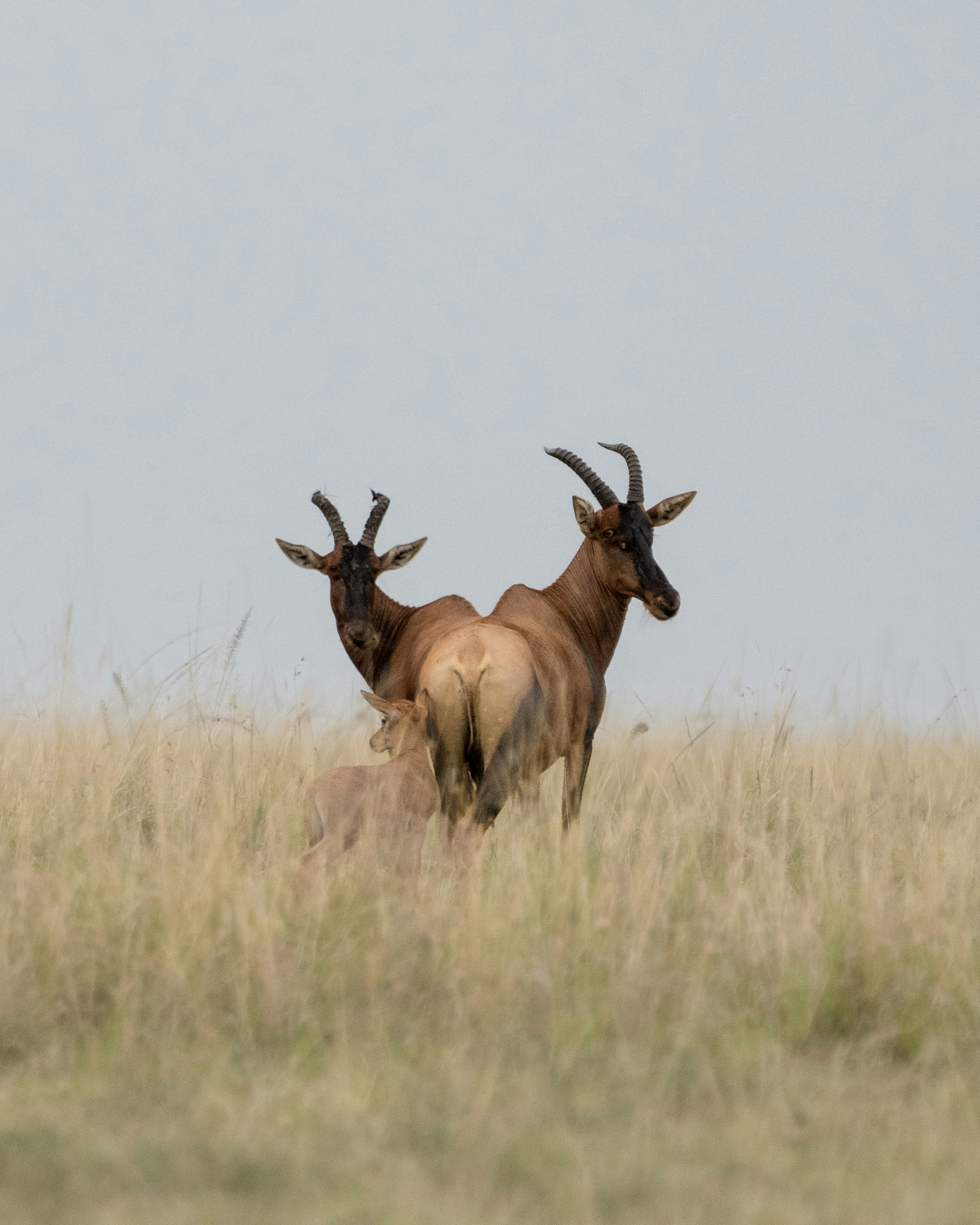 Two antelope standing next to each other in a field photo – Free ...