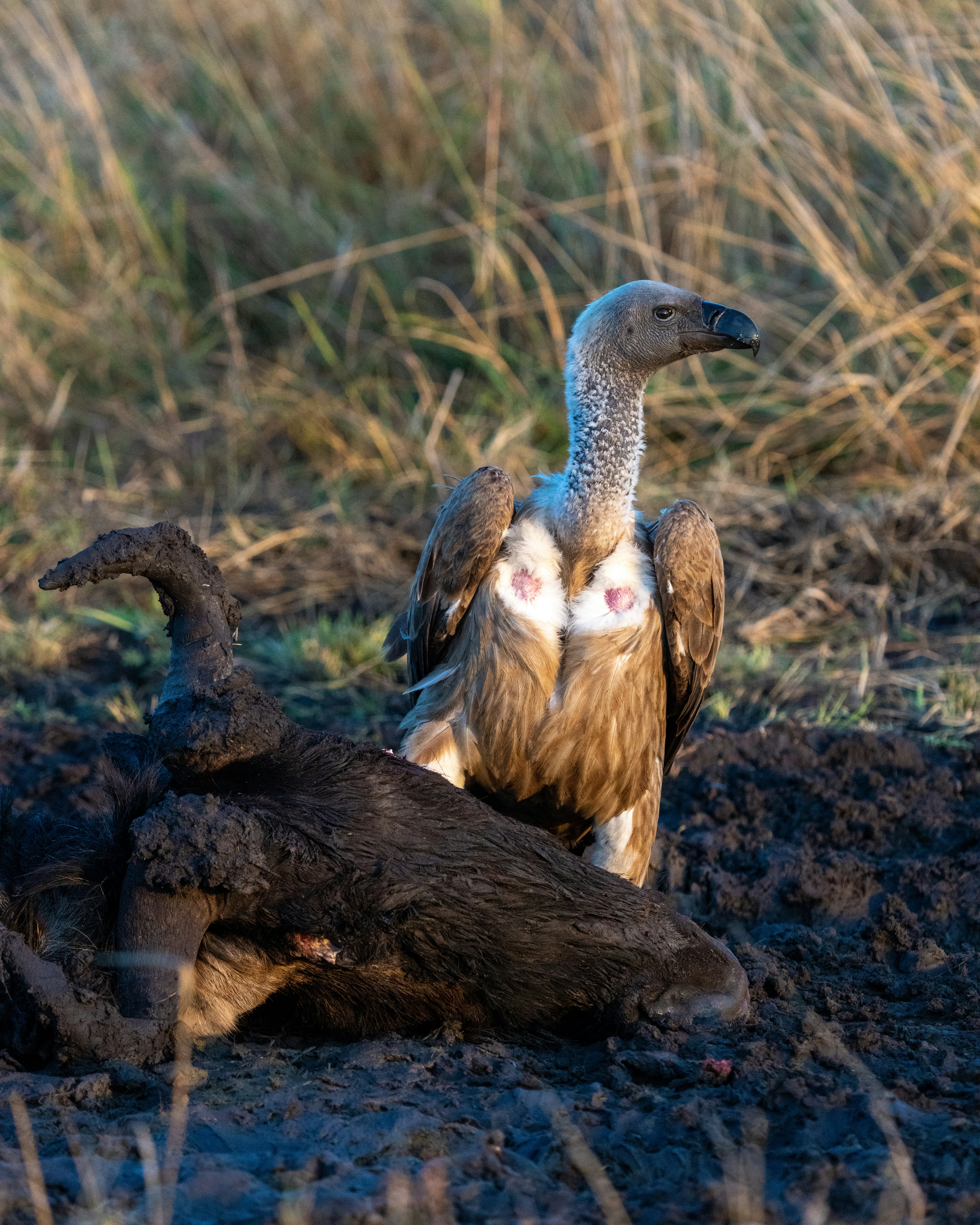 Un grand oiseau assis sur un animal mort photo – Photo Chasse Gratuite ...